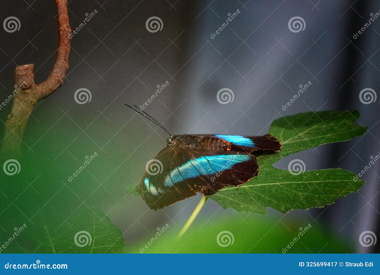 Prepona Butterfly at Antipa Museum in Bucharest Stock Image - Image of ...