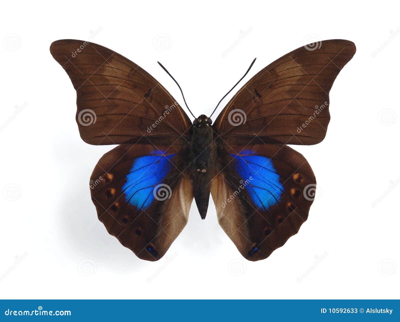 Prepona chromus stock image. Image of beauty, blue, fairy - 10592633