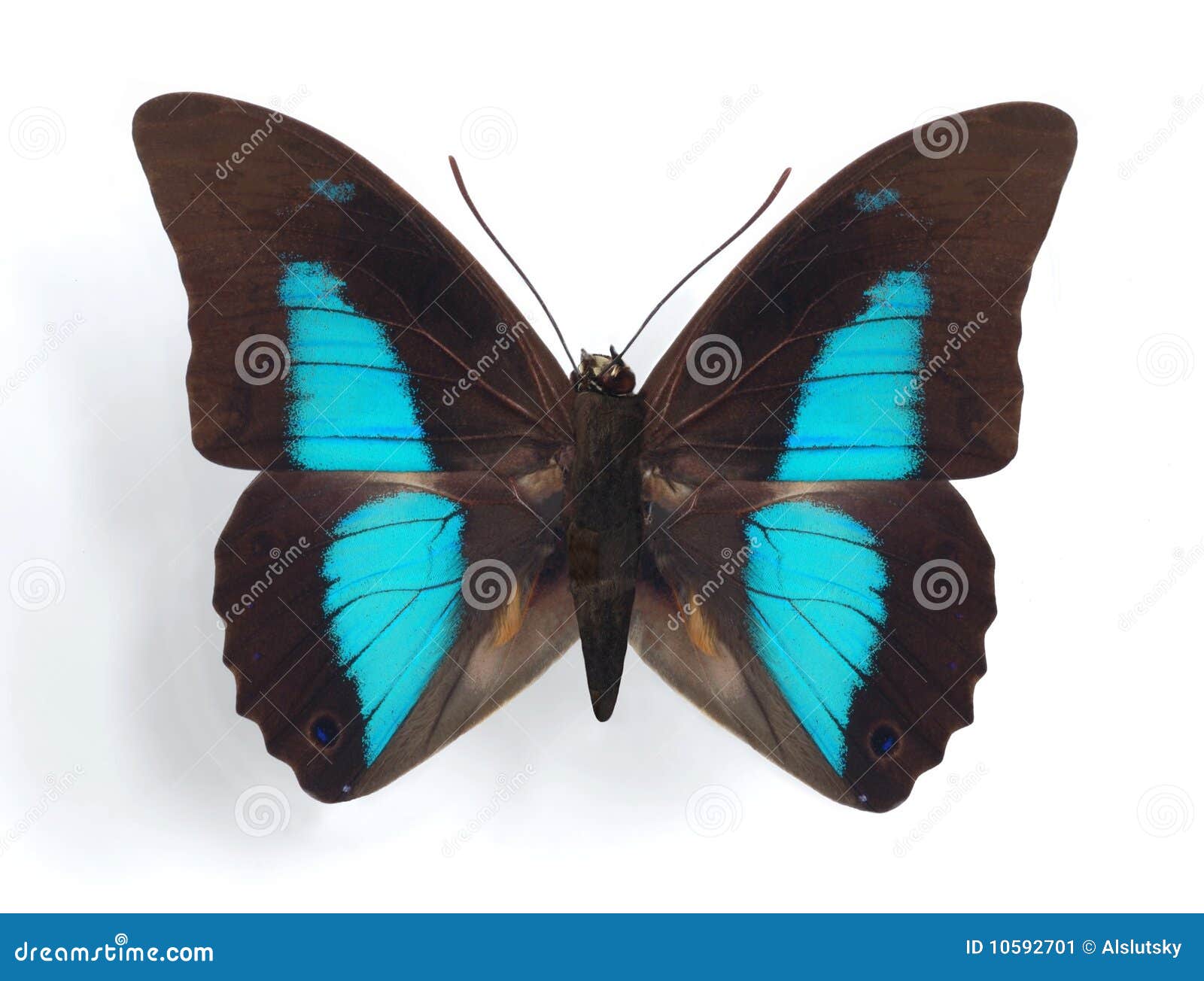 Prepona dexamenus stock image. Image of dreams, beauty - 10592701