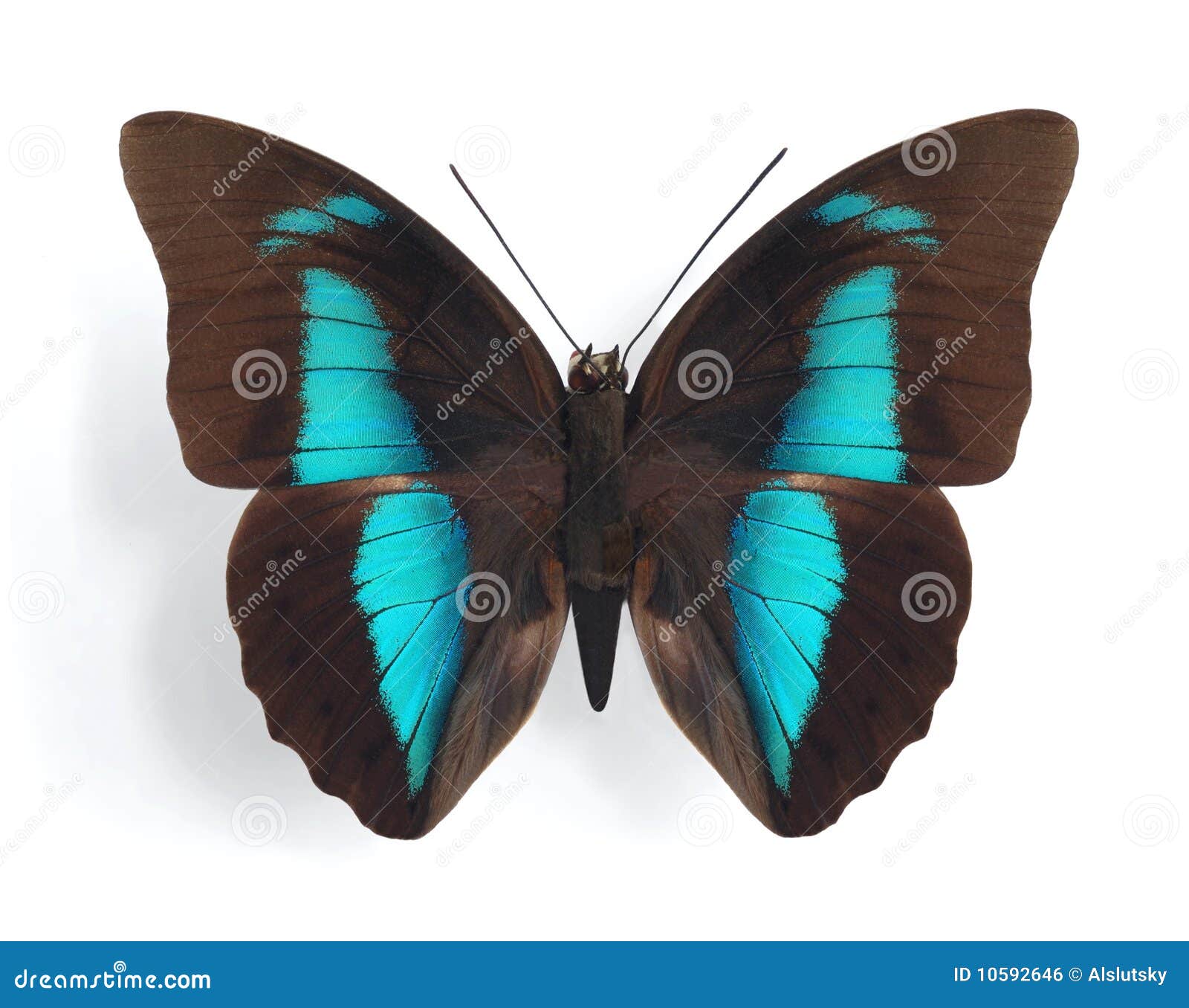 Prepona pheridamas stock photo. Image of america, close - 10592646