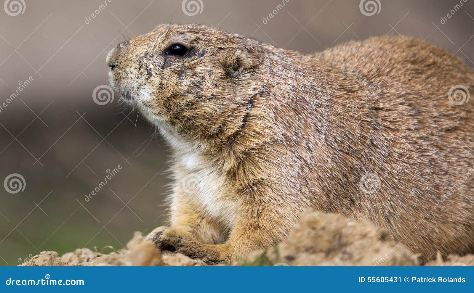 Preryjny pies w profilu obraz stock. Obraz złożonej z pies - 55605431