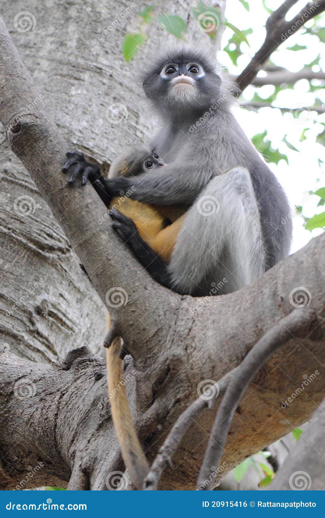 Presbytis obscura reid stock photo. Image of thailand - 20915416