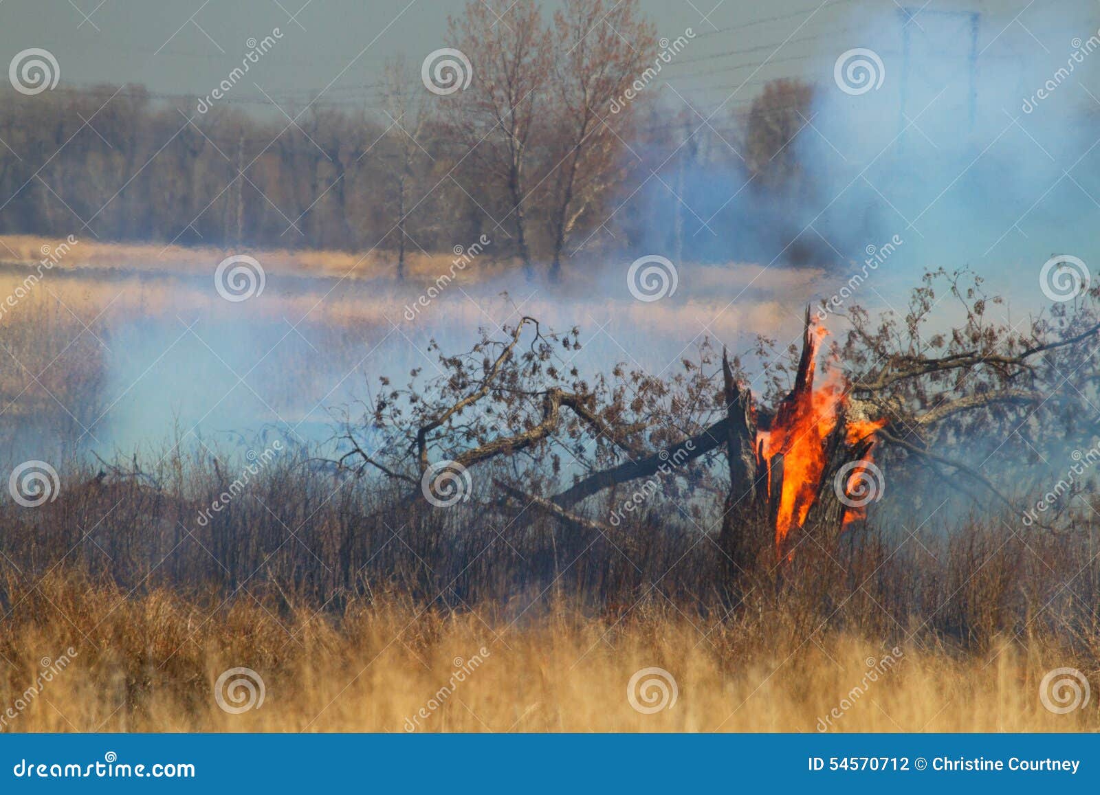 Prescribed Burn of Grass Land Stock Photo - Image of weeds, fire: 54570712