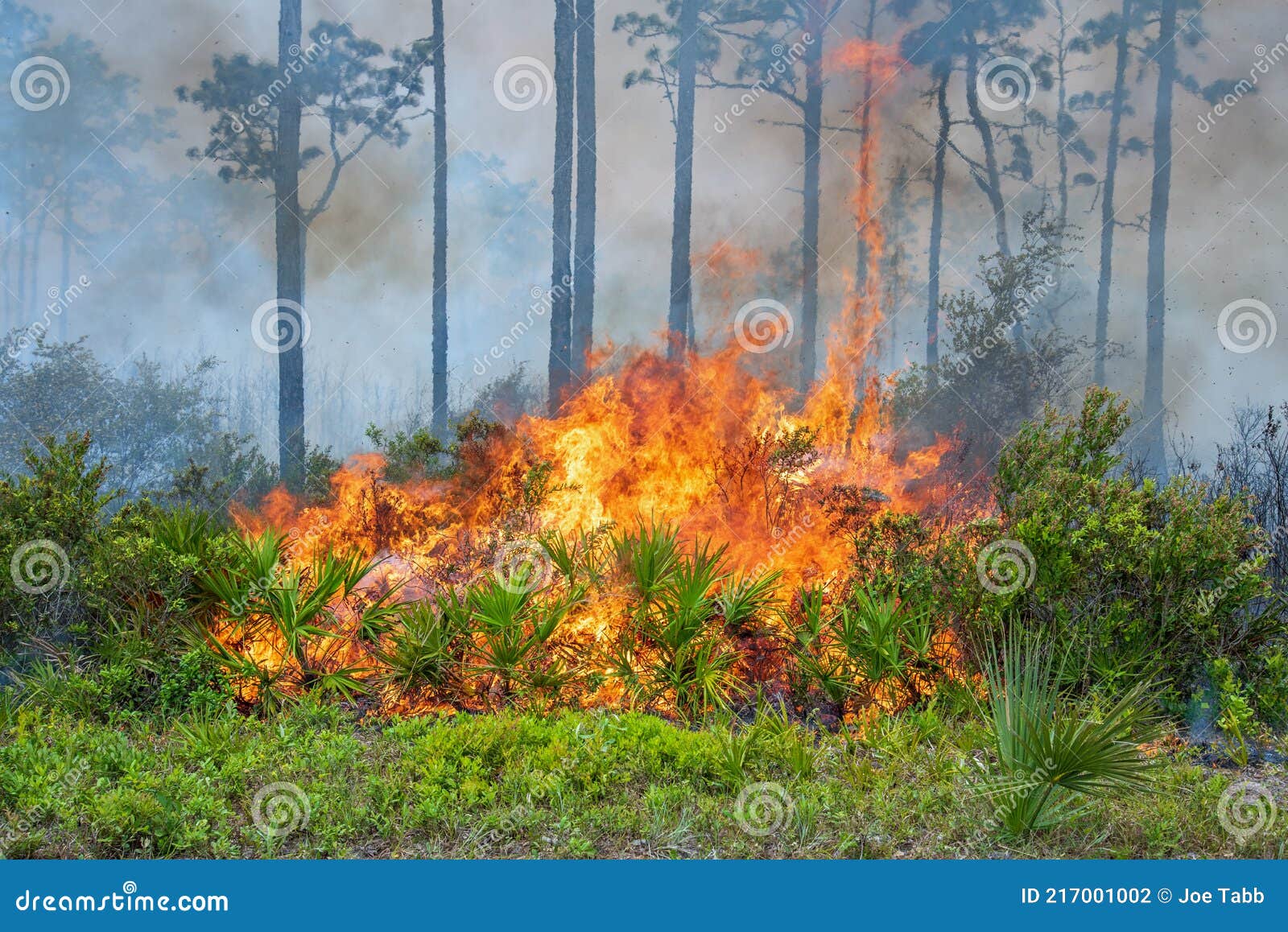 Burning underbrush stock photo. Image of fire, climate - 217001002