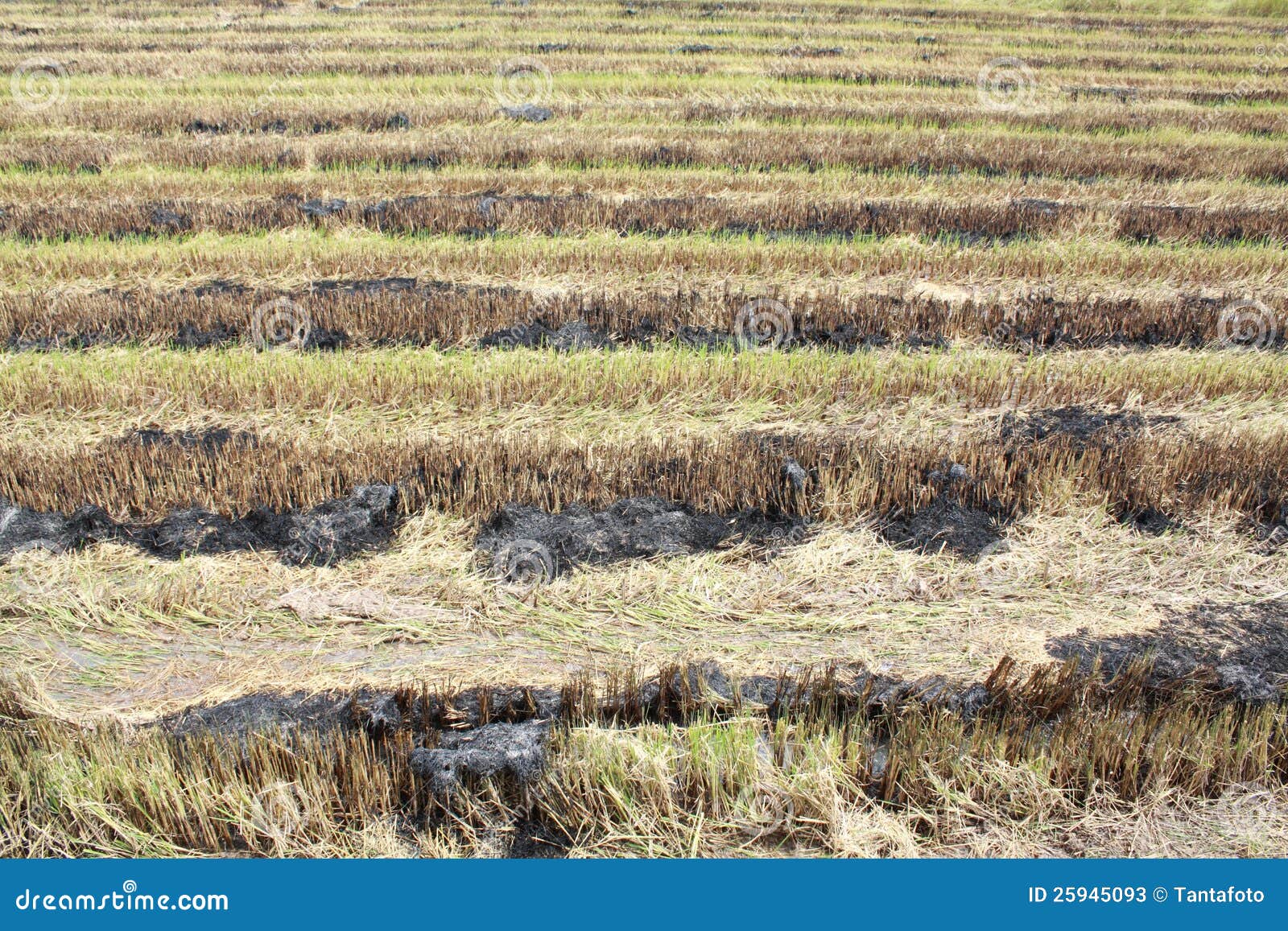 Prescribed Prairie Burn on the Great Plains Stock Image - Image of ...