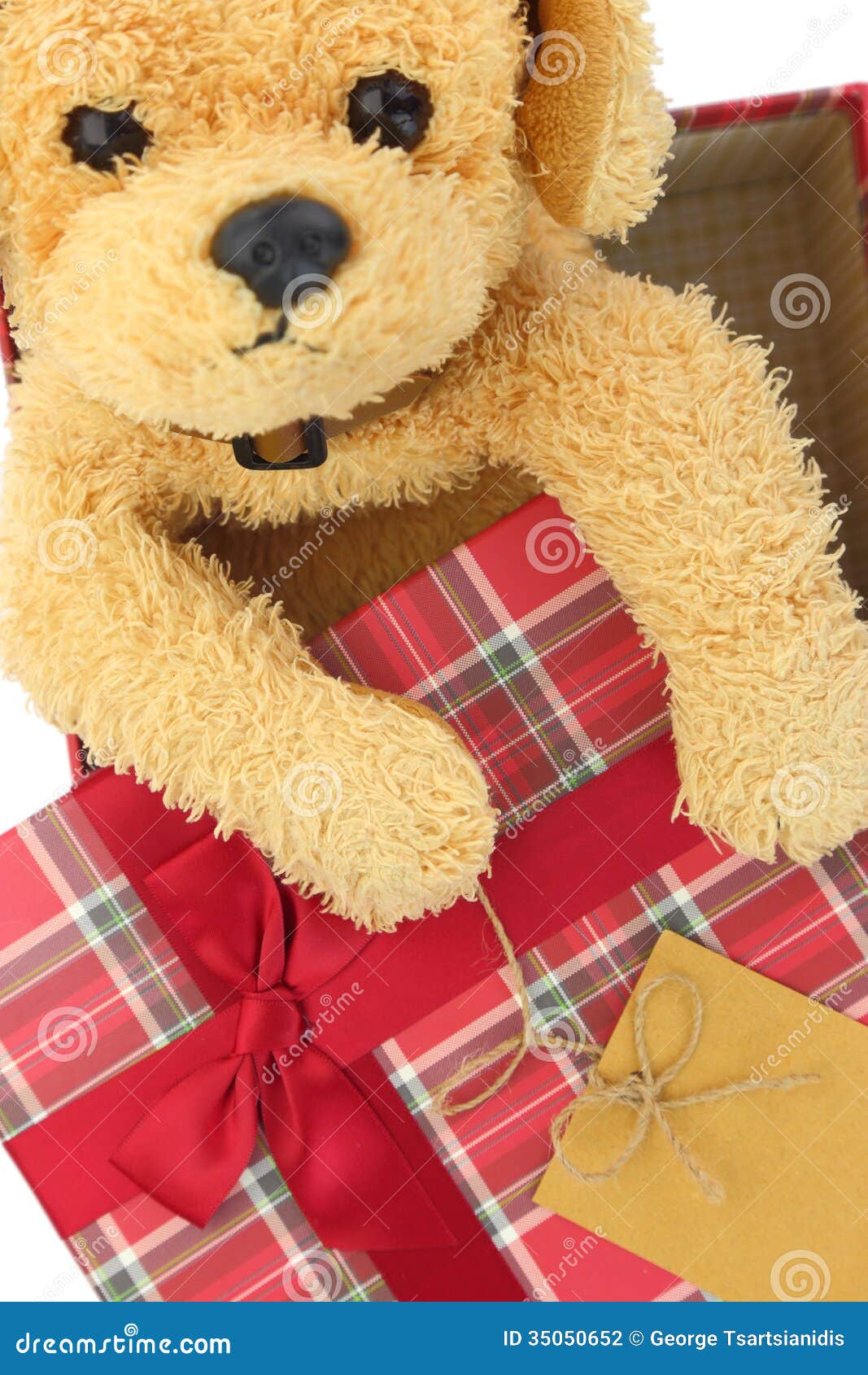 Present box with cute dog stock photo. Image of cute - 35050652