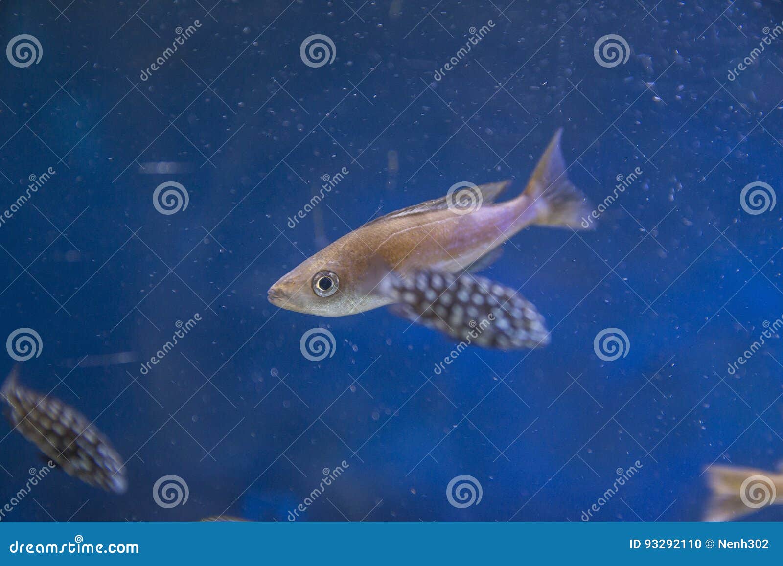 Present like a fish stock photo. Image of underwater - 93292110