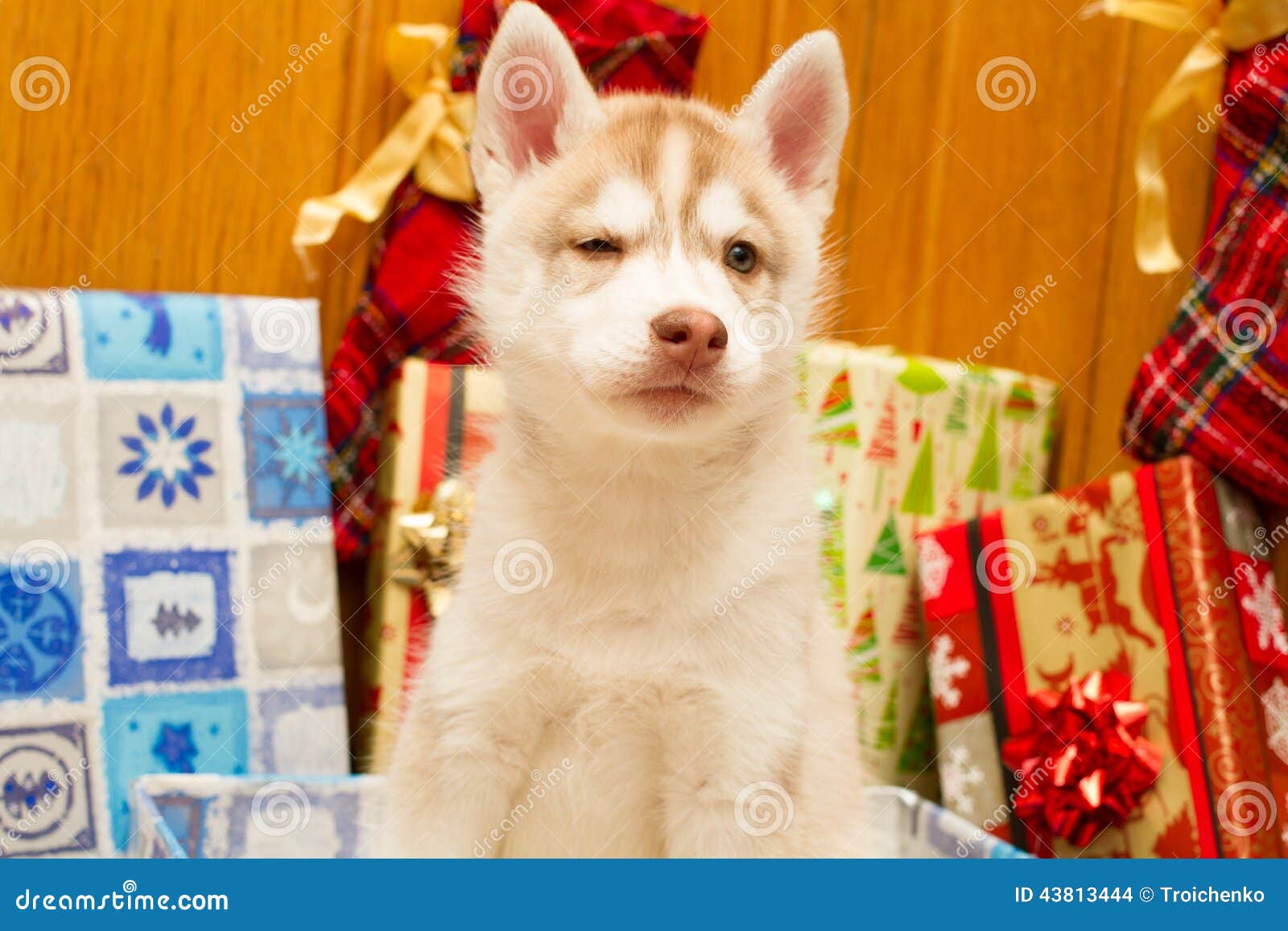 Present puppy stock photo. Image of happy, husky, animals - 43813444