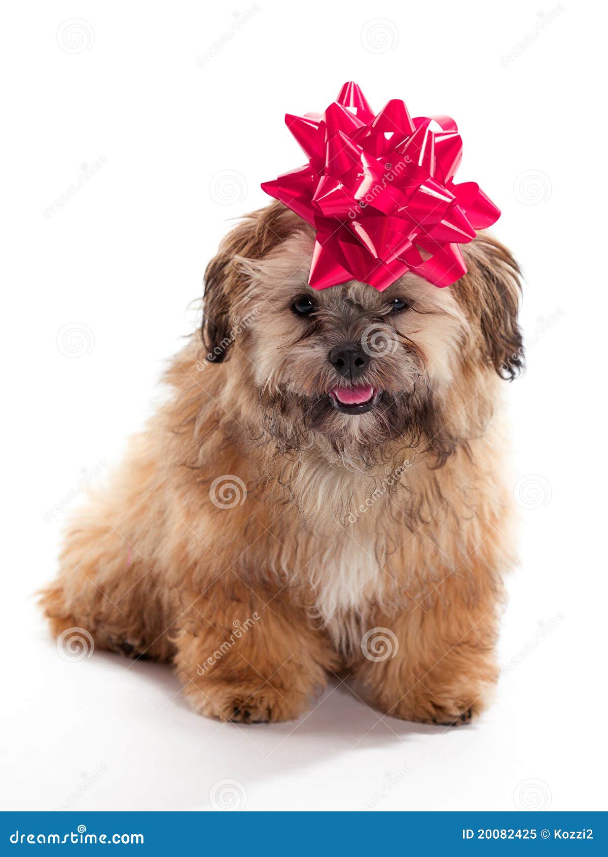 Present Shi Poo stock image. Image of animals, mammal - 20082425