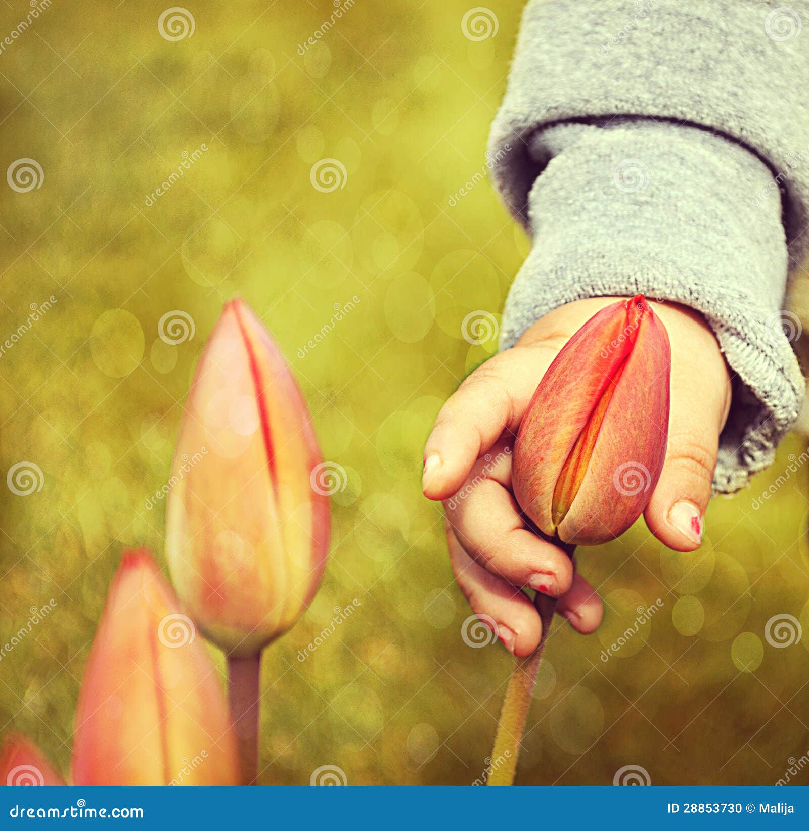 617 Invisible Flower Stock Photos - Free & Royalty-Free Stock Photos ...