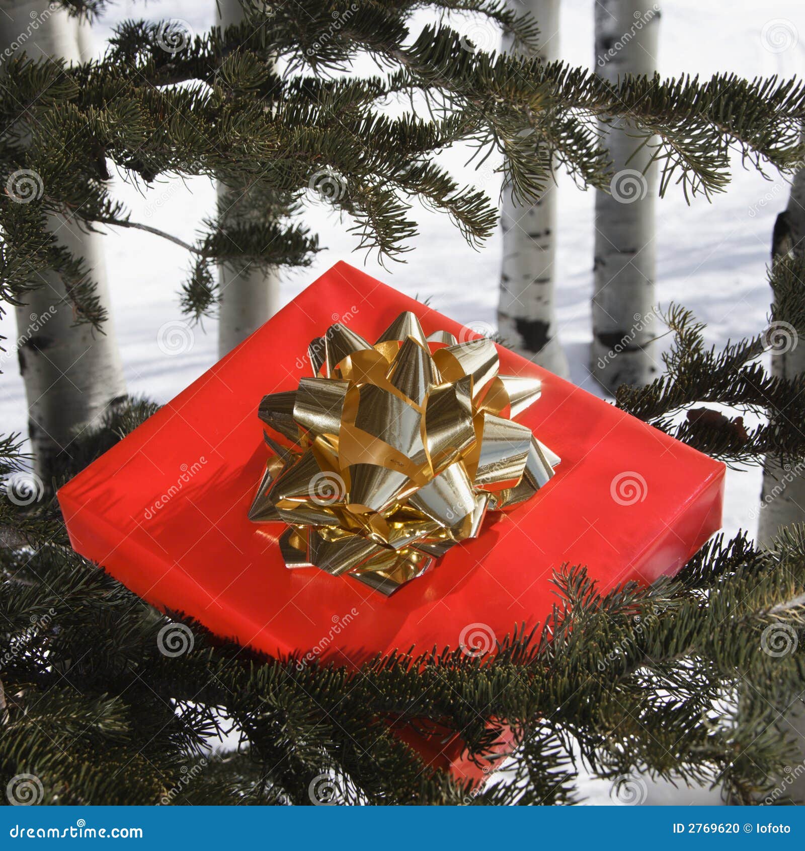 Present in tree. stock photo. Image of tree, outdoors - 2769620