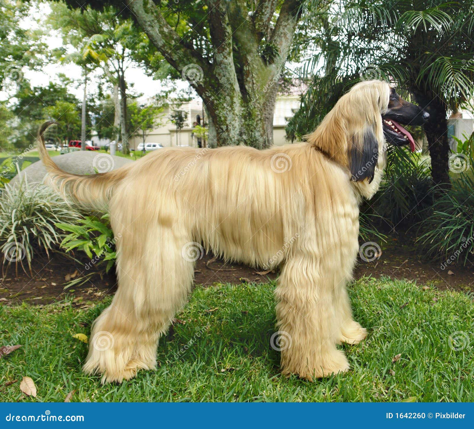 Presentación Del Perro Del Afgano Foto de archivo - Imagen de perrito ...
