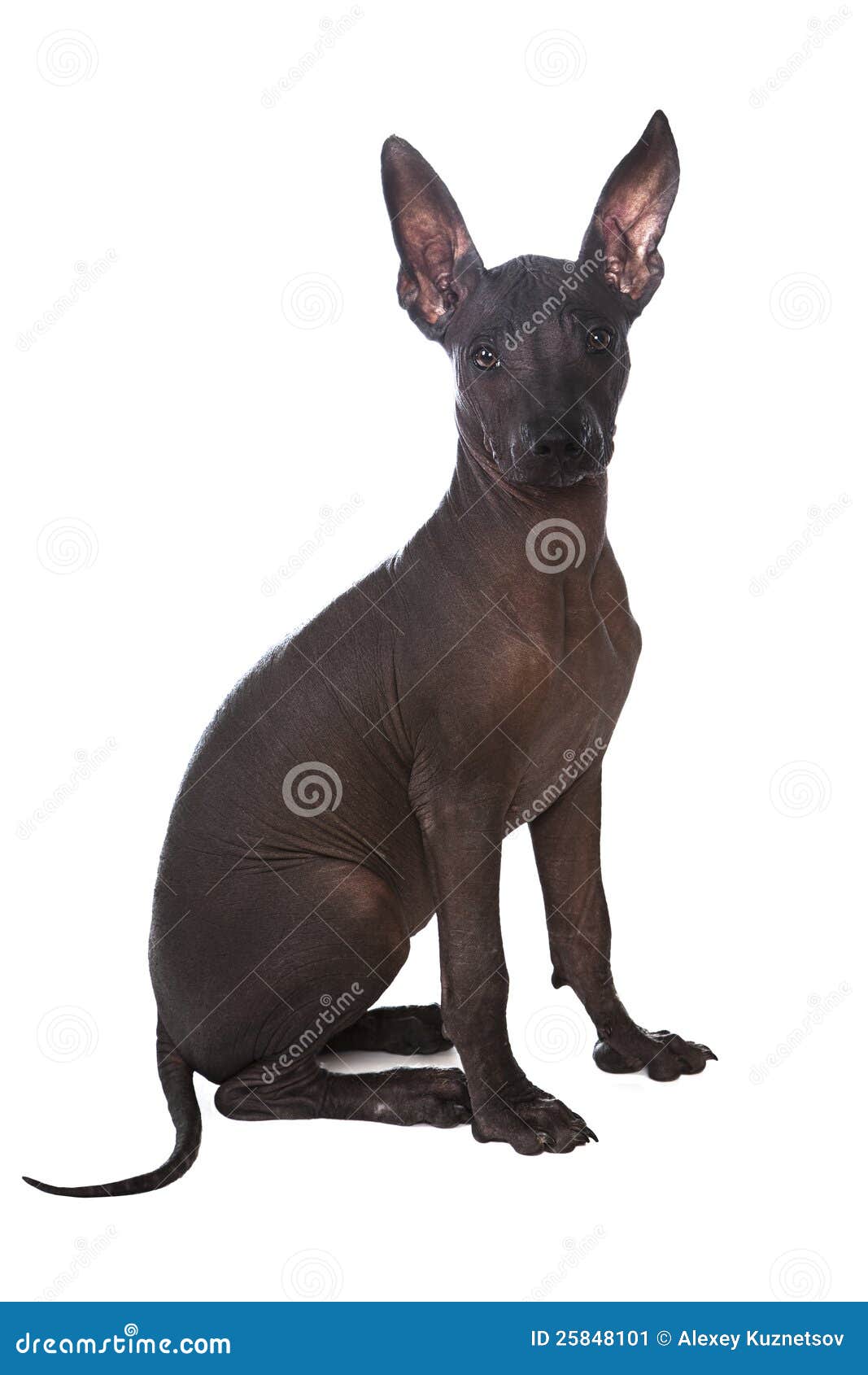 Presentación Mexicana Del Perrito Del Xoloitzcuintle Imagen de archivo ...
