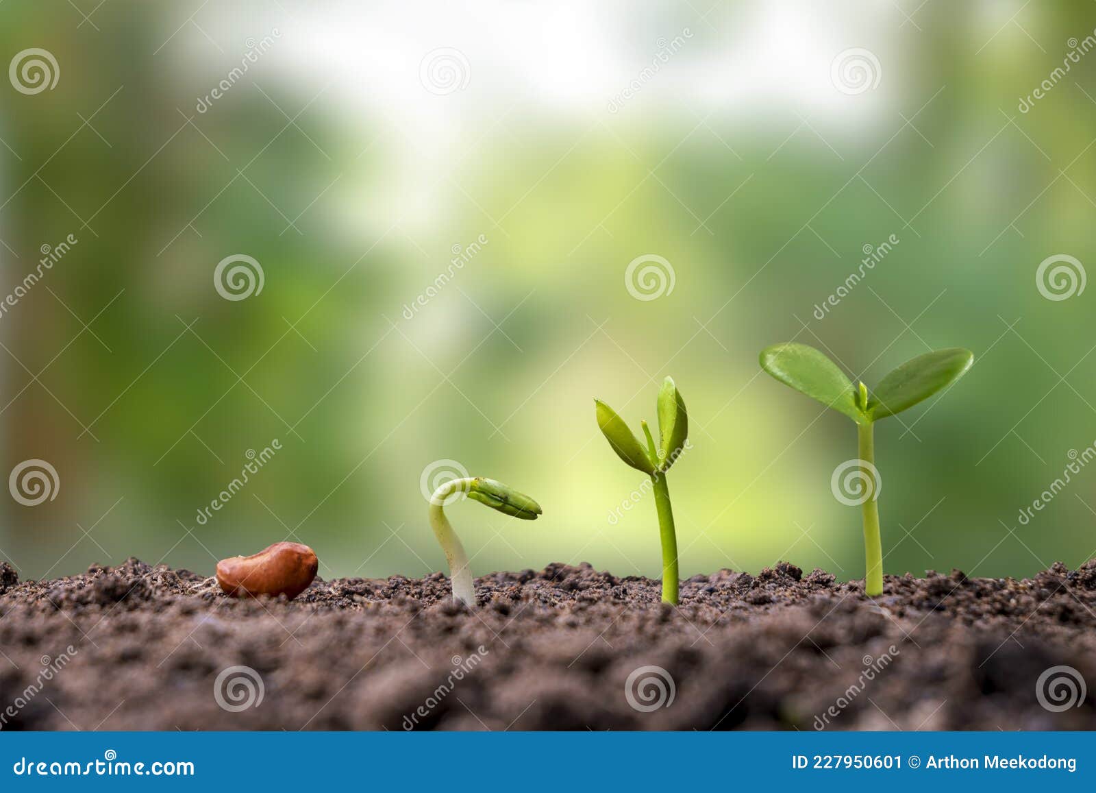 Presentation Of The Germination Sequence Of Plants Growing On Soil ...