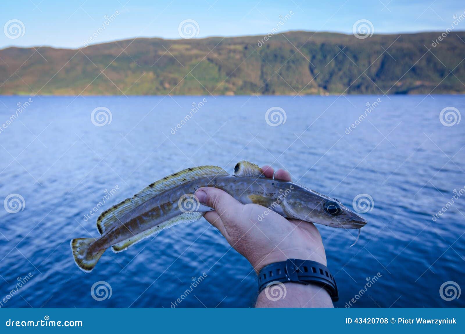 Presentation of ling fish stock photo. Image of animal - 43420708