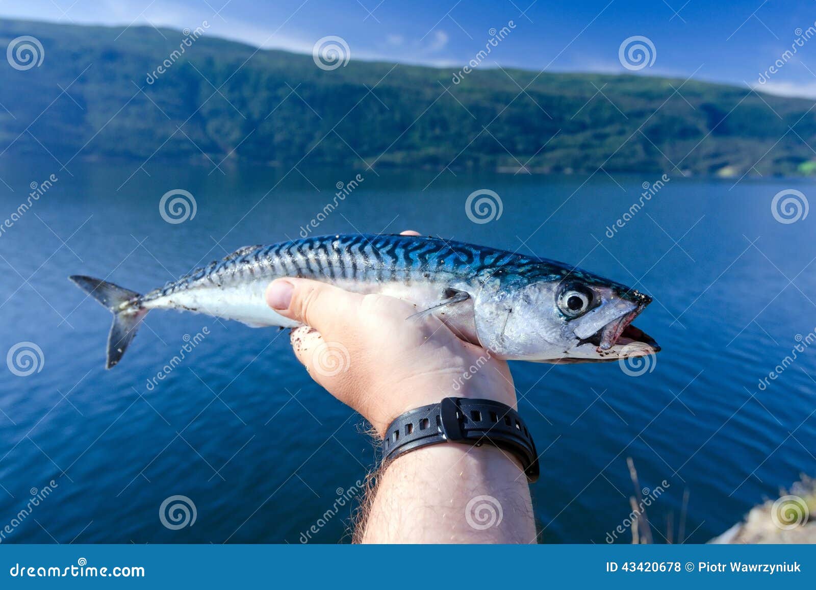 Presentation of mackarell stock photo. Image of angling - 43420678