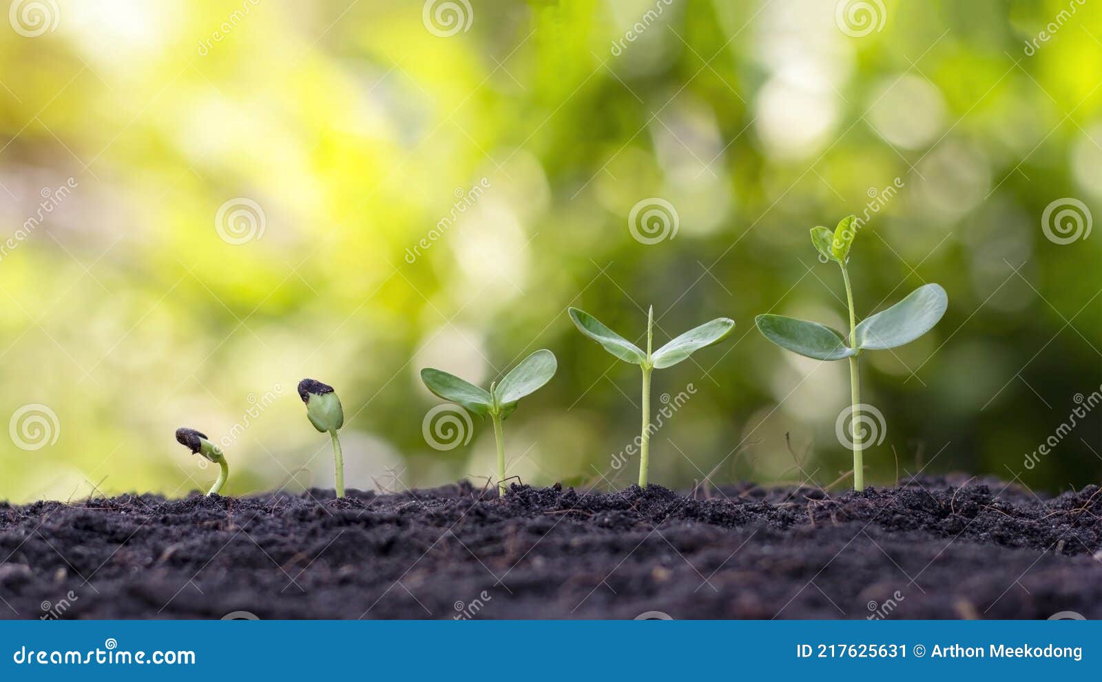 Presentation of Plant Germination Sequence and Plant Growth Concept ...