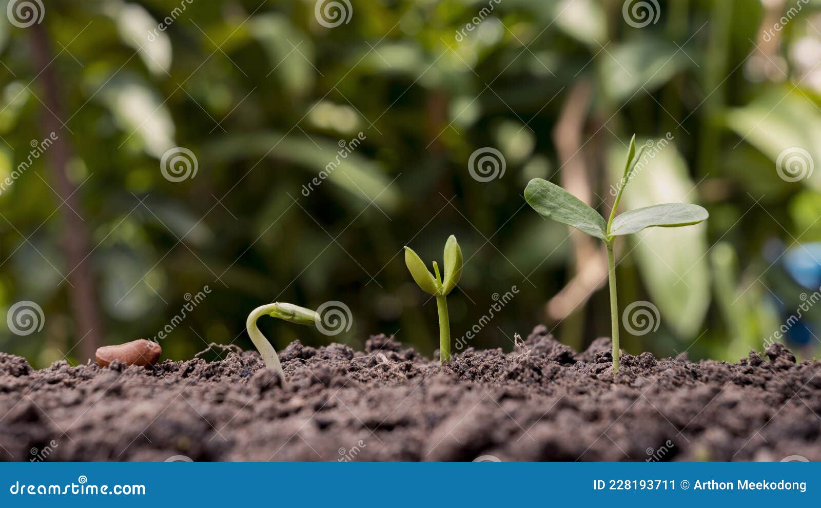 Presentation of Plant Germination Sequence and Plant Growth Concept ...