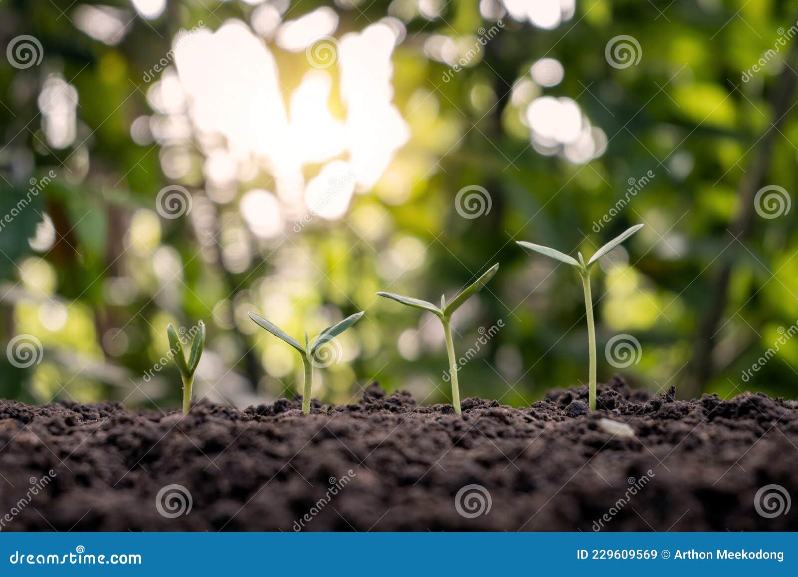 Presentation Of The Germination Sequence Of Plants Growing On Soil ...