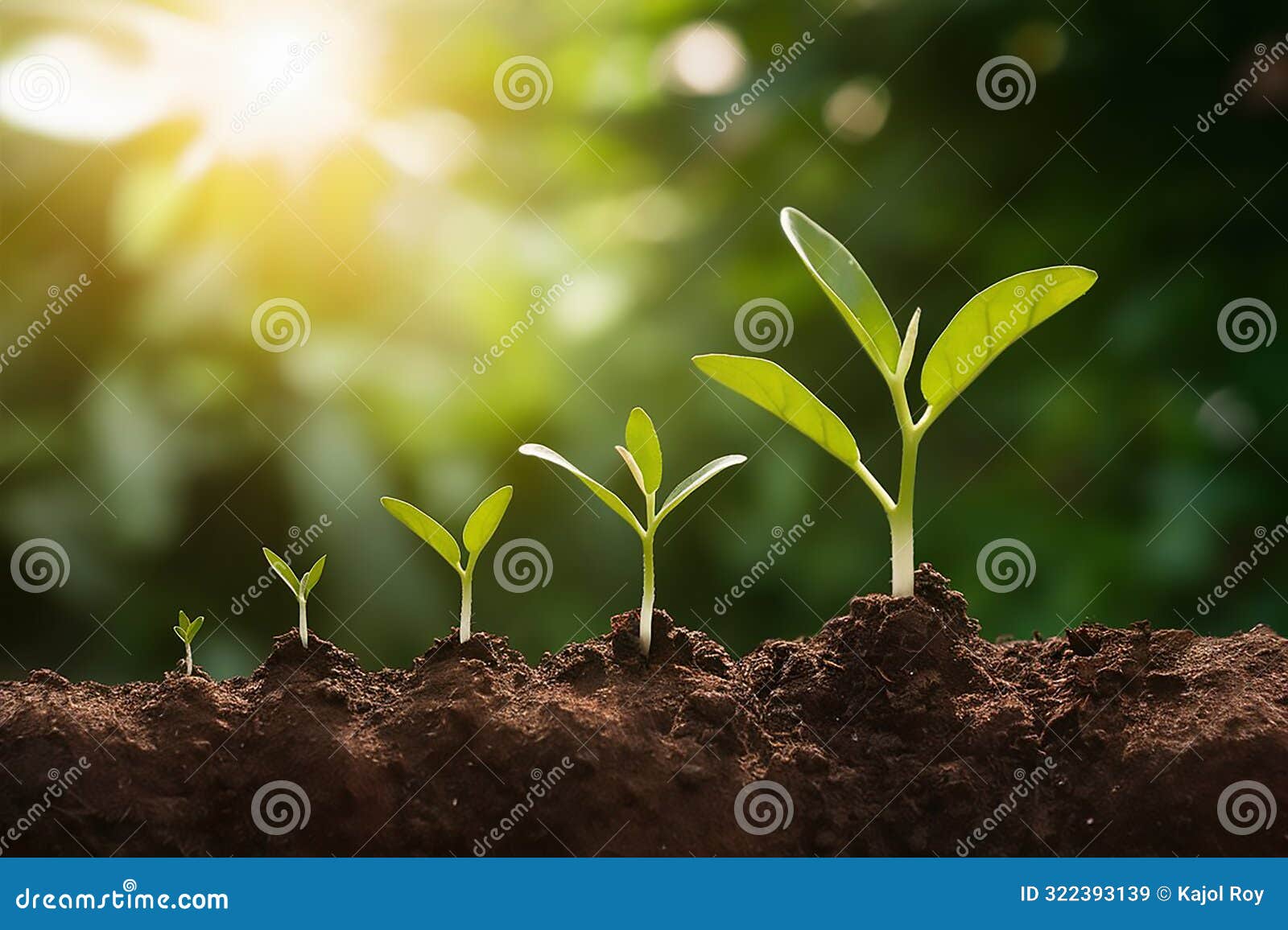 Presentation of Plant Germination Sequence and Plant Growth Concept in ...