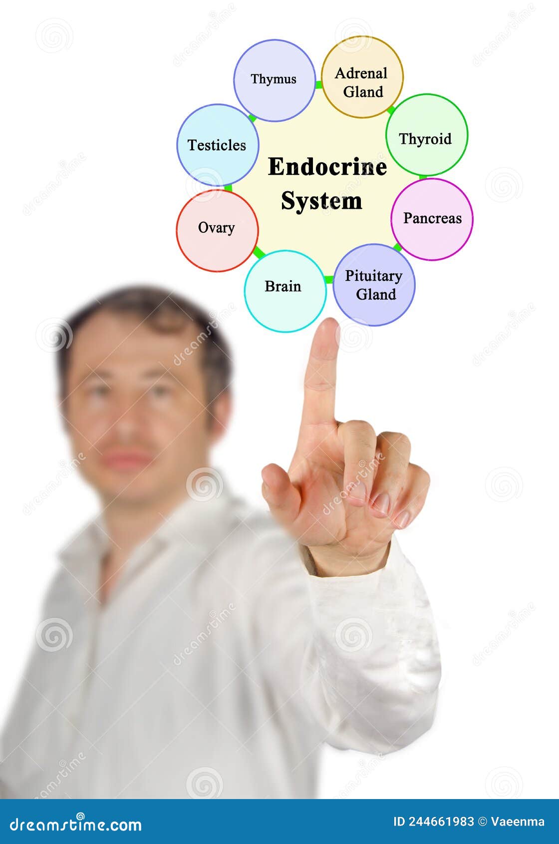 Components of Endocrine System Stock Image - Image of diagram, male ...