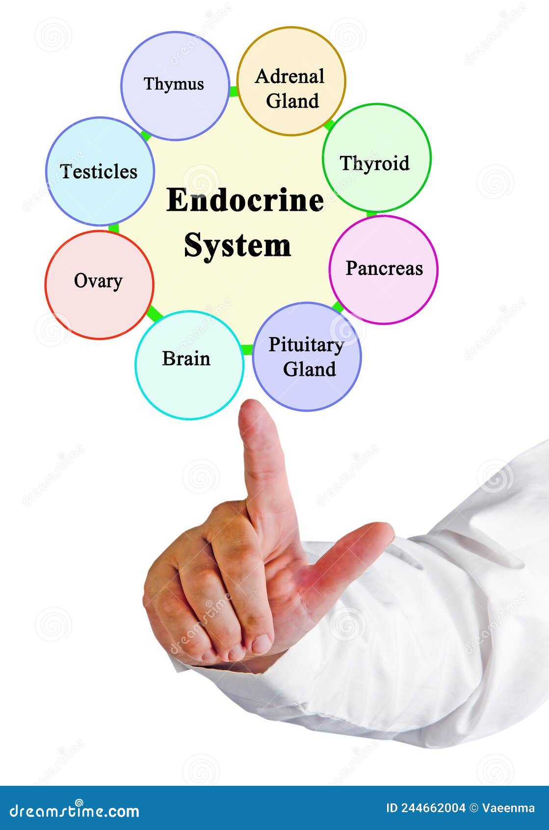 Components of Endocrine System Stock Photo - Image of endocrine ...