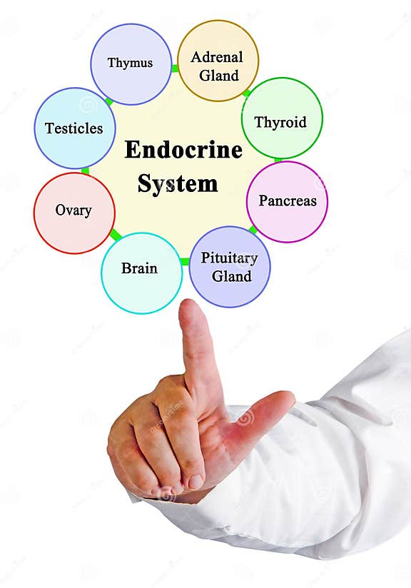 Components of Endocrine System Stock Photo - Image of endocrine ...
