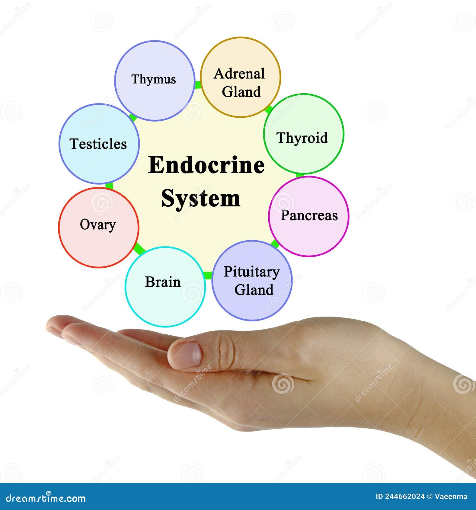 Components of Endocrine System Stock Photo - Image of ovary, pituitary ...