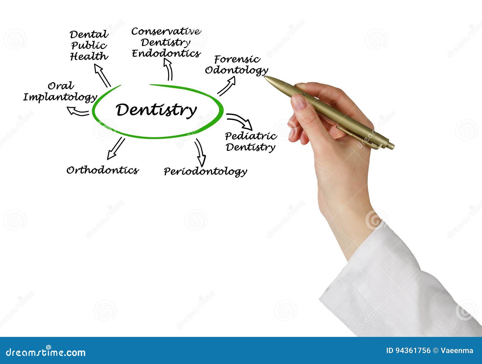 Diagram of Dentistry stock illustration. Illustration of hand - 94361756 Diagram of Dentistry stock illustration. Illustration of hand - 94361756