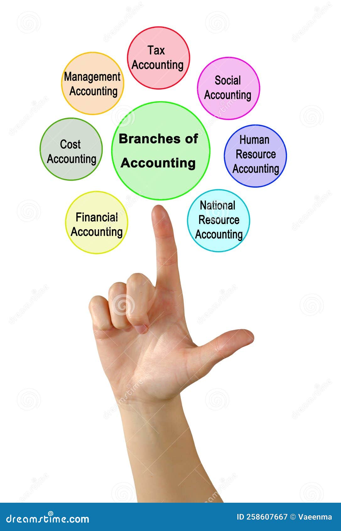 Seven Branches of Accounting Stock Image - Image of finger, management ...