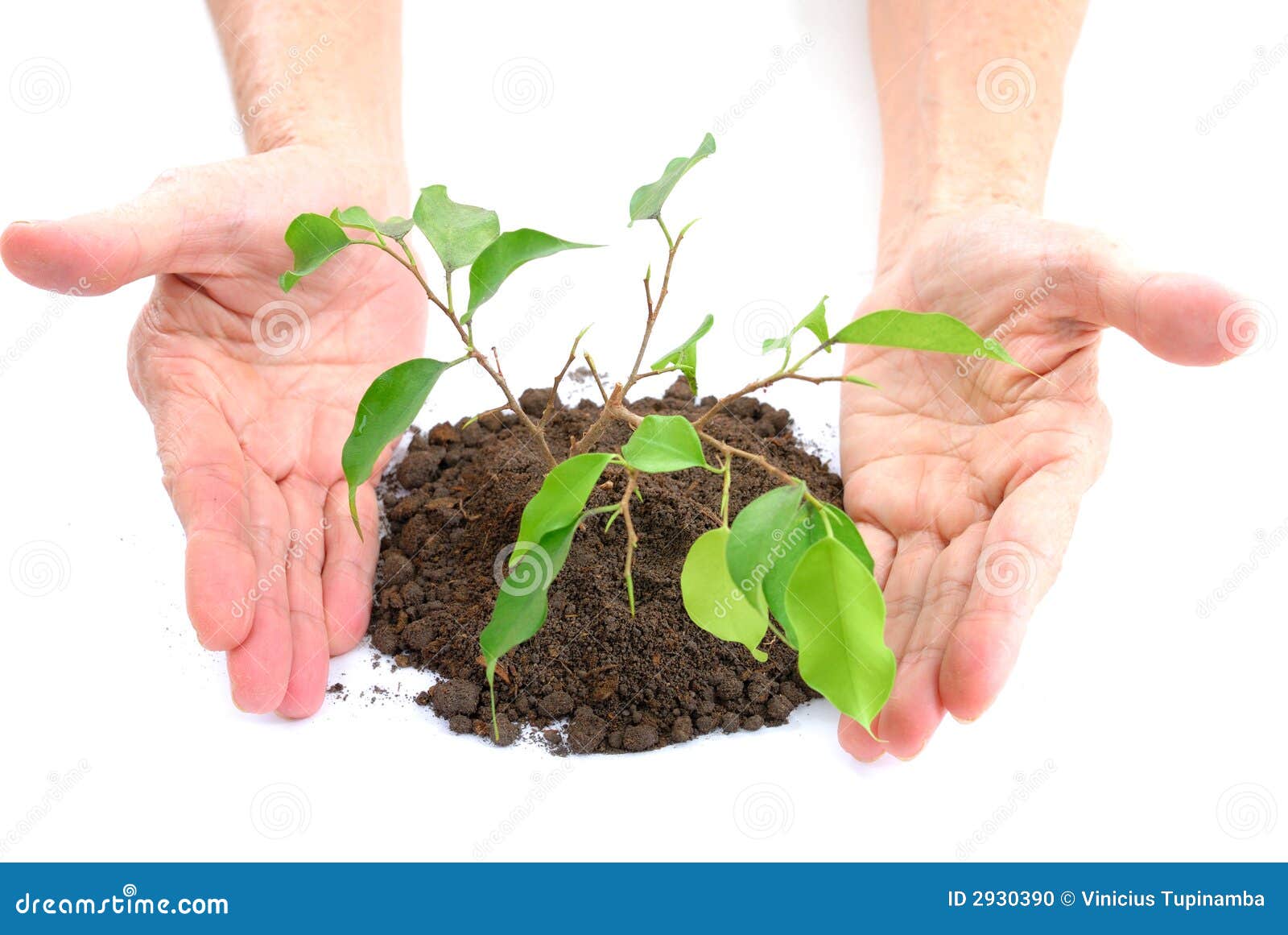 Preserve the Nature stock photo. Image of leaf, plant - 2930390