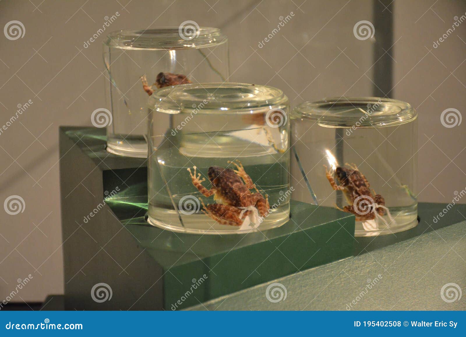 Preserve Small Frog Tadpole Display Editorial Stock Photo - Image of ...