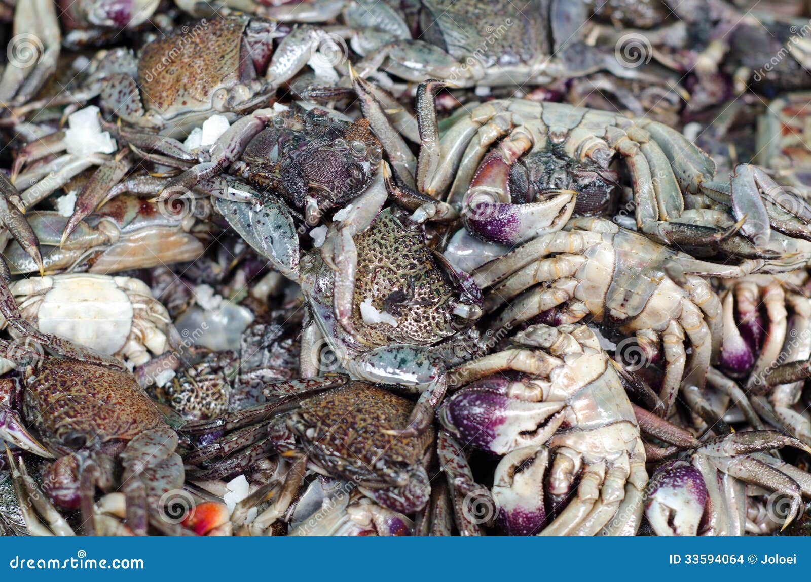 Preserved crab with salt stock photo. Image of black - 33594064