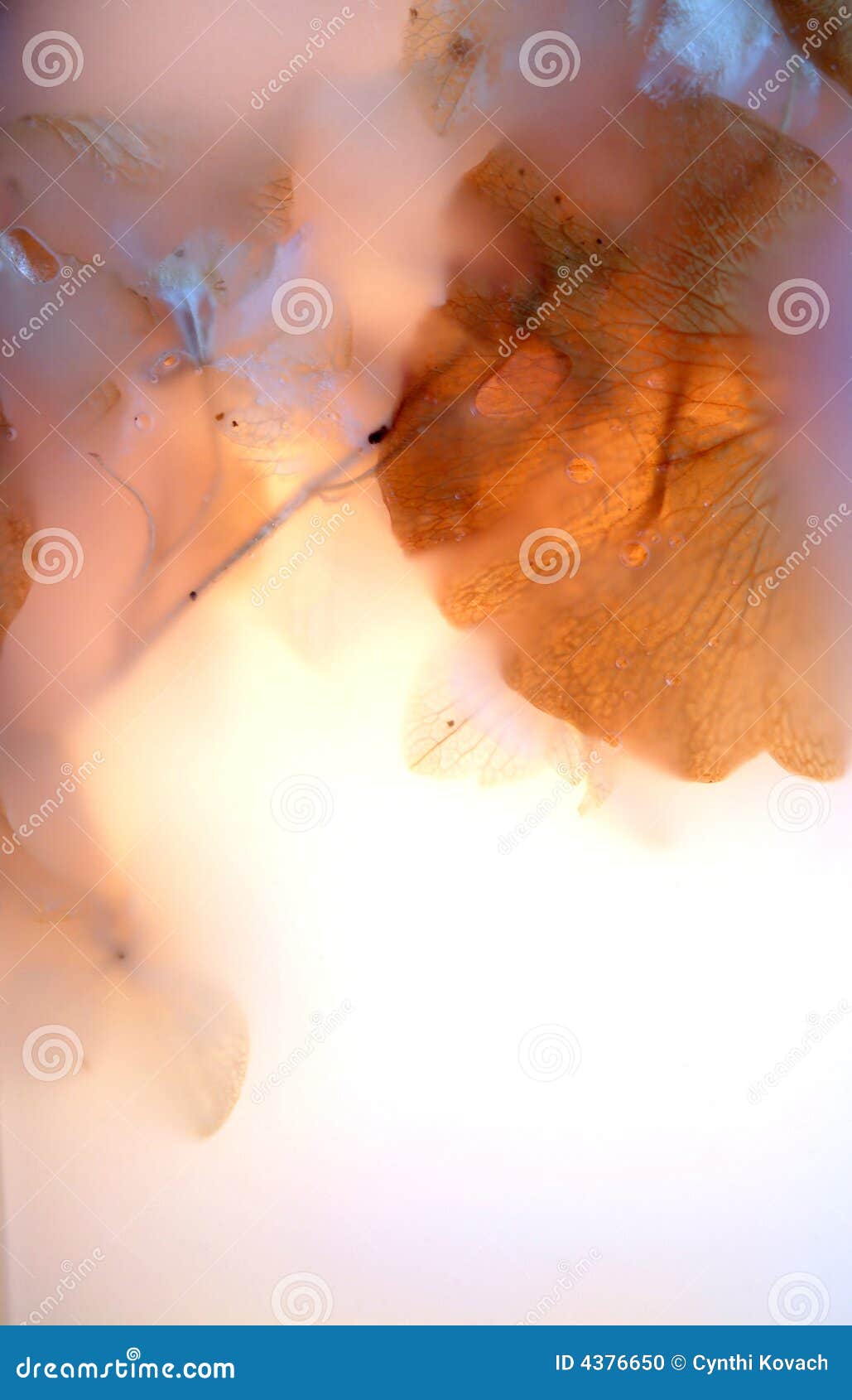 Preserved Flowers Nine stock photo. Image of decorative - 4376650