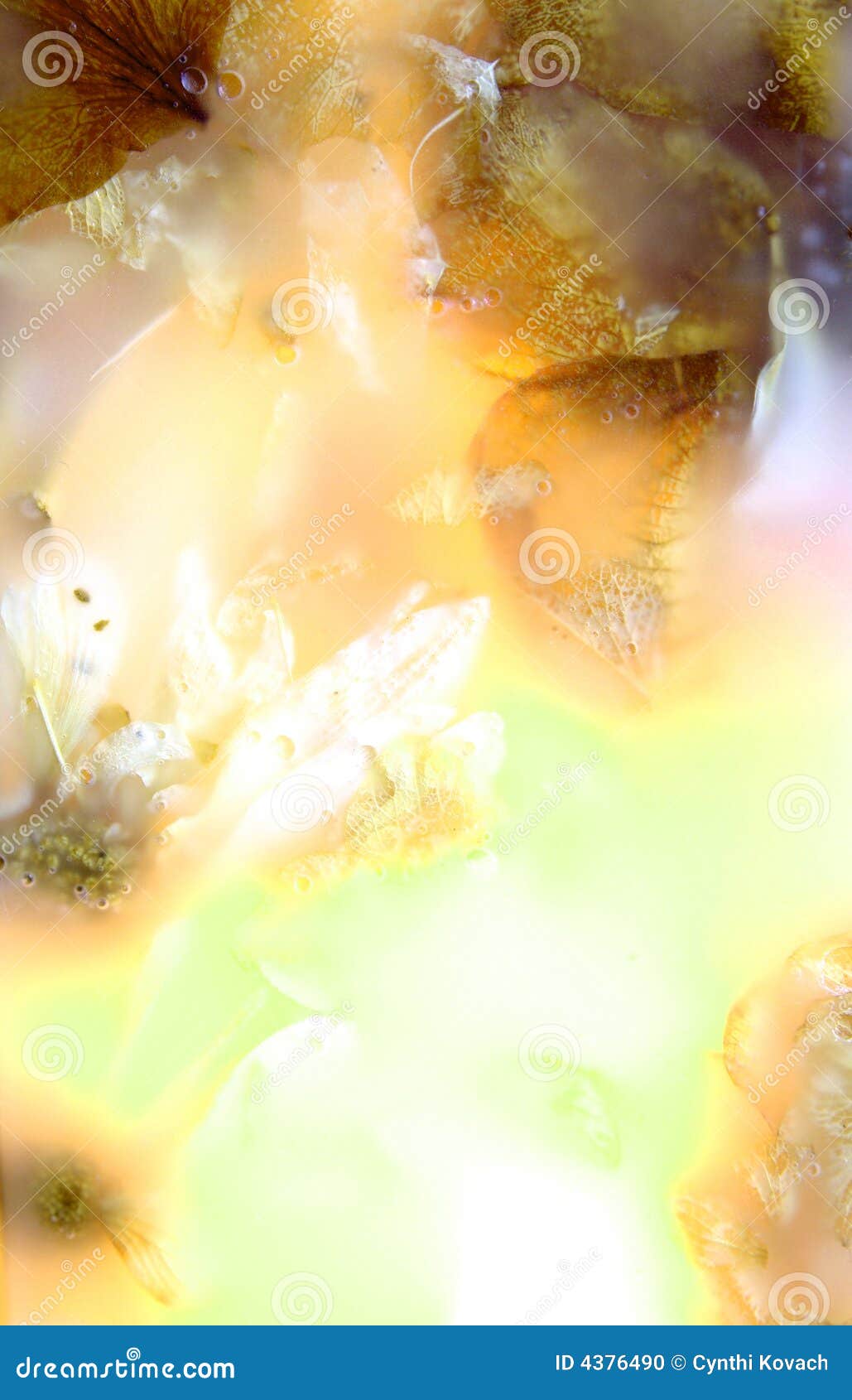 Preserved Flowers Six stock photo. Image of closeup, dried - 4376490