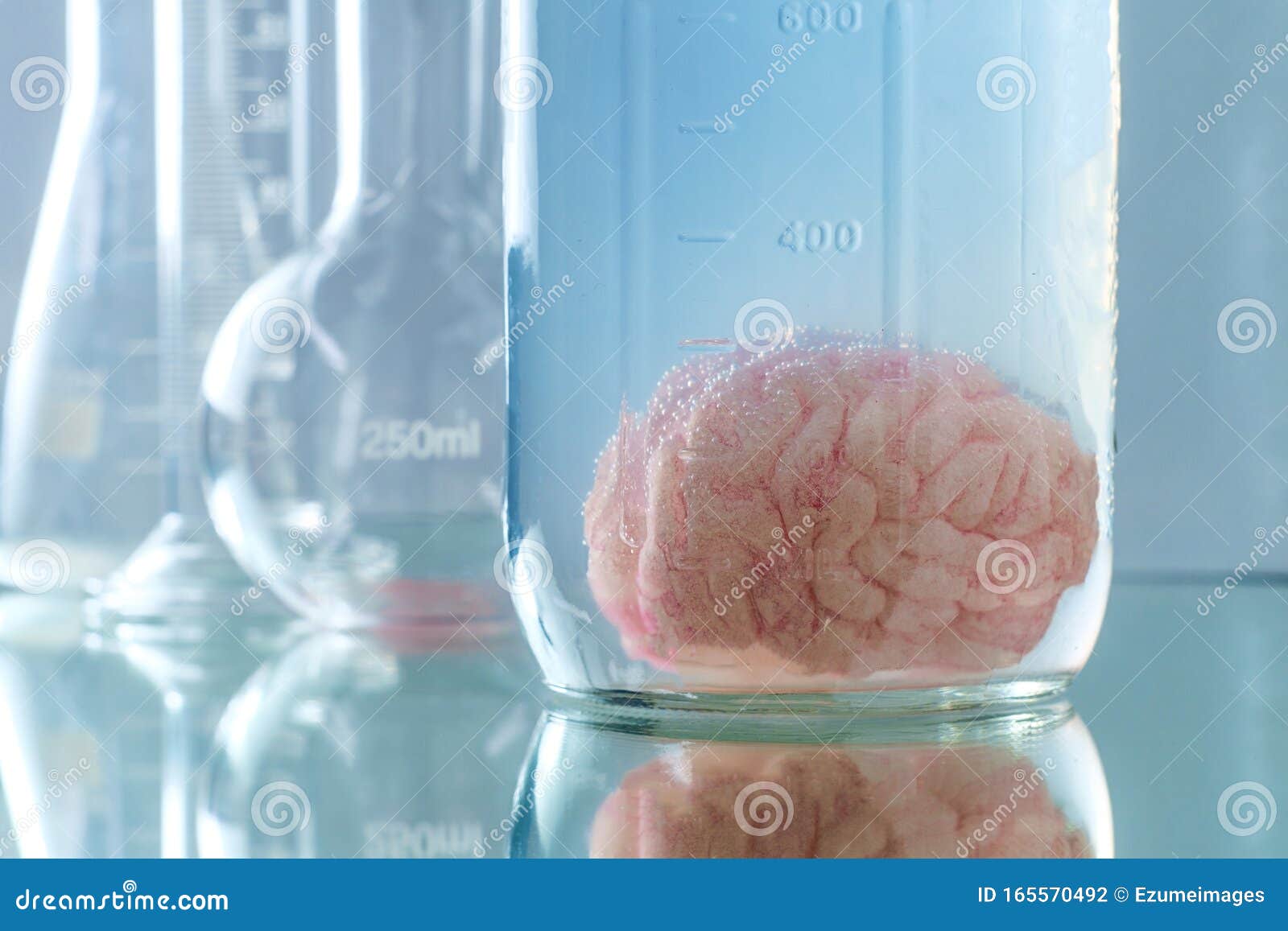 Preserved Human Brain Jar stock photo. Image of liquid - 165570492