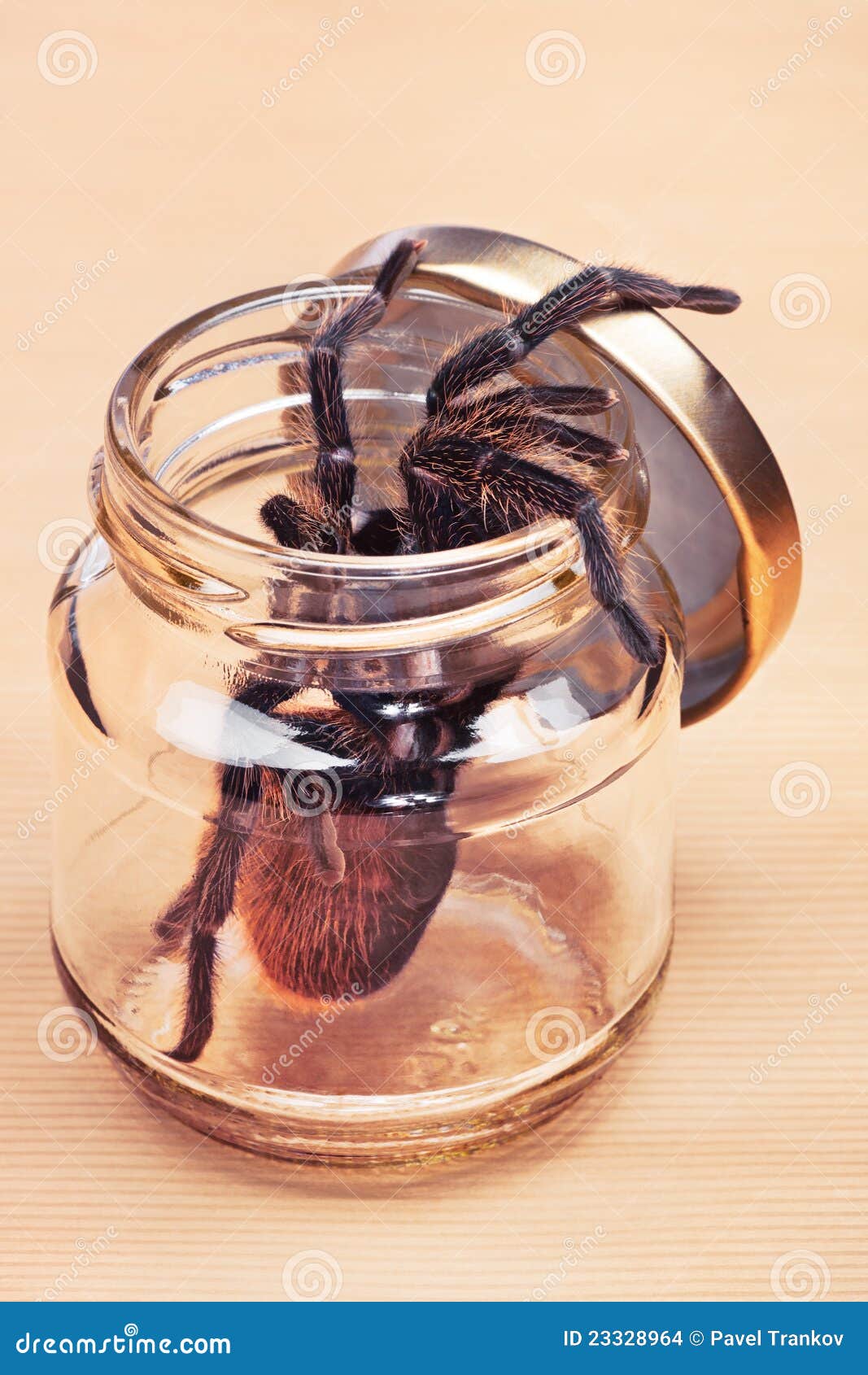 Preserved Poisonous Tarantula Stock Photo - Image of chromatopelma ...