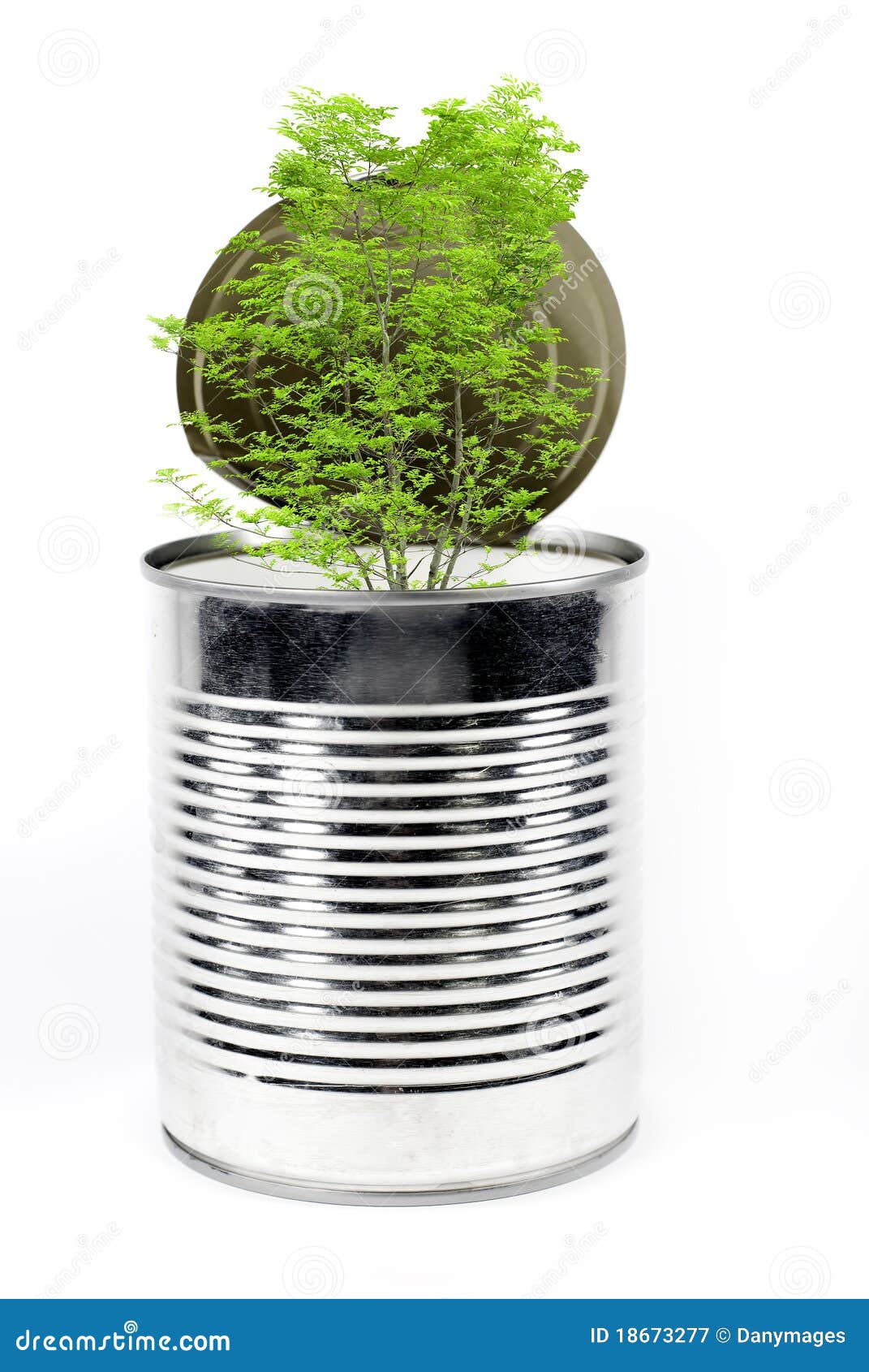 Preserved tree stock image. Image of conservation, tree - 18673277