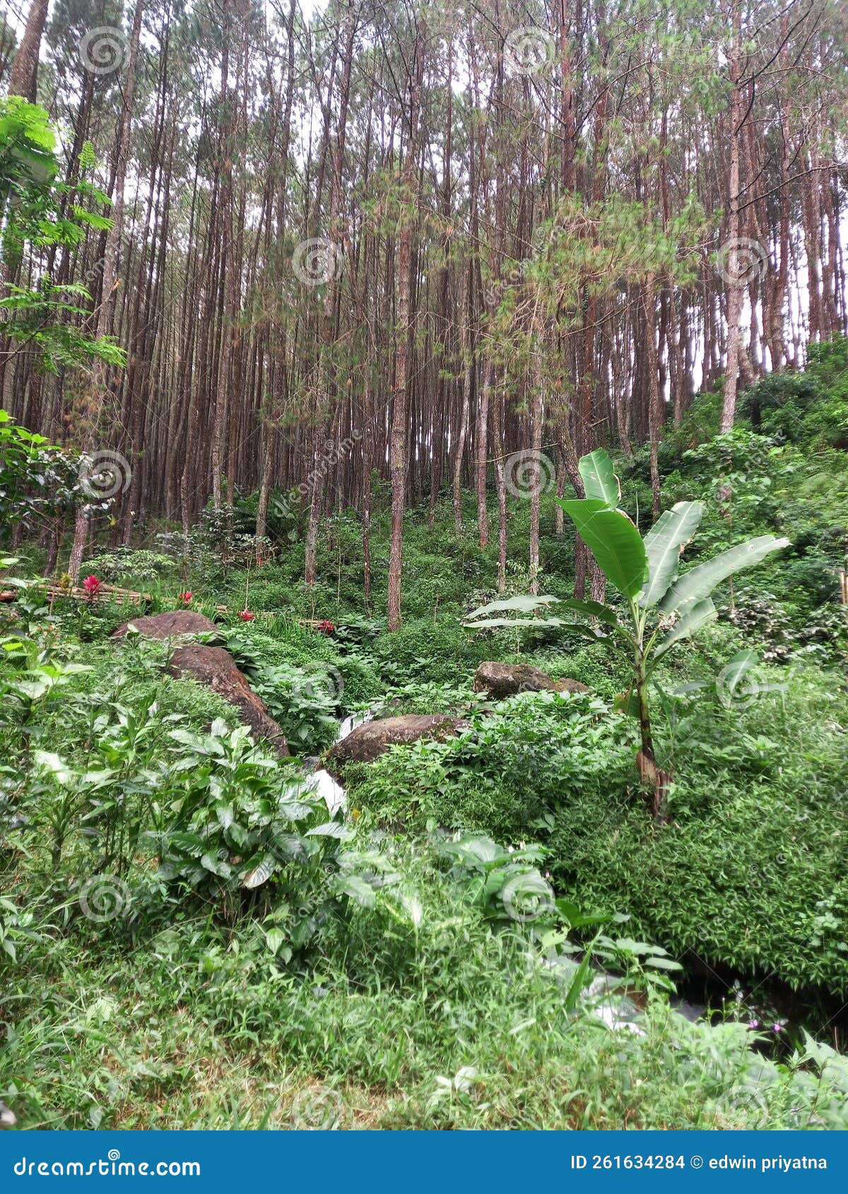 Preserving Nature by Planting Pine Trees Stock Photo - Image of trees ...