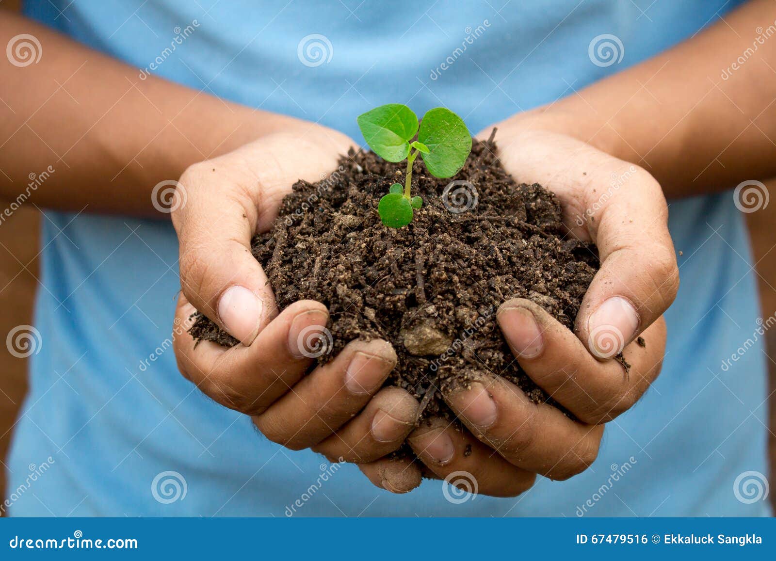 Preserving Trees Natural Treatments Be Done with Two Hands. Stock Photo ...