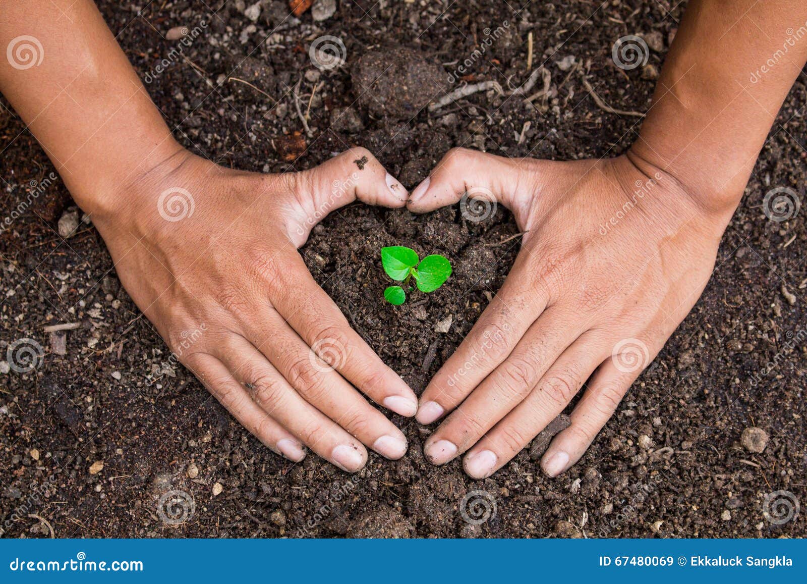 Preserving Trees Natural Treatments Be Done with Two Hands. Stock Image ...