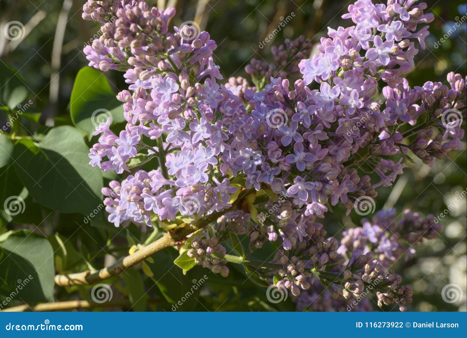President Grevy Lilac stock photo. Image of idaho, garden - 116273922