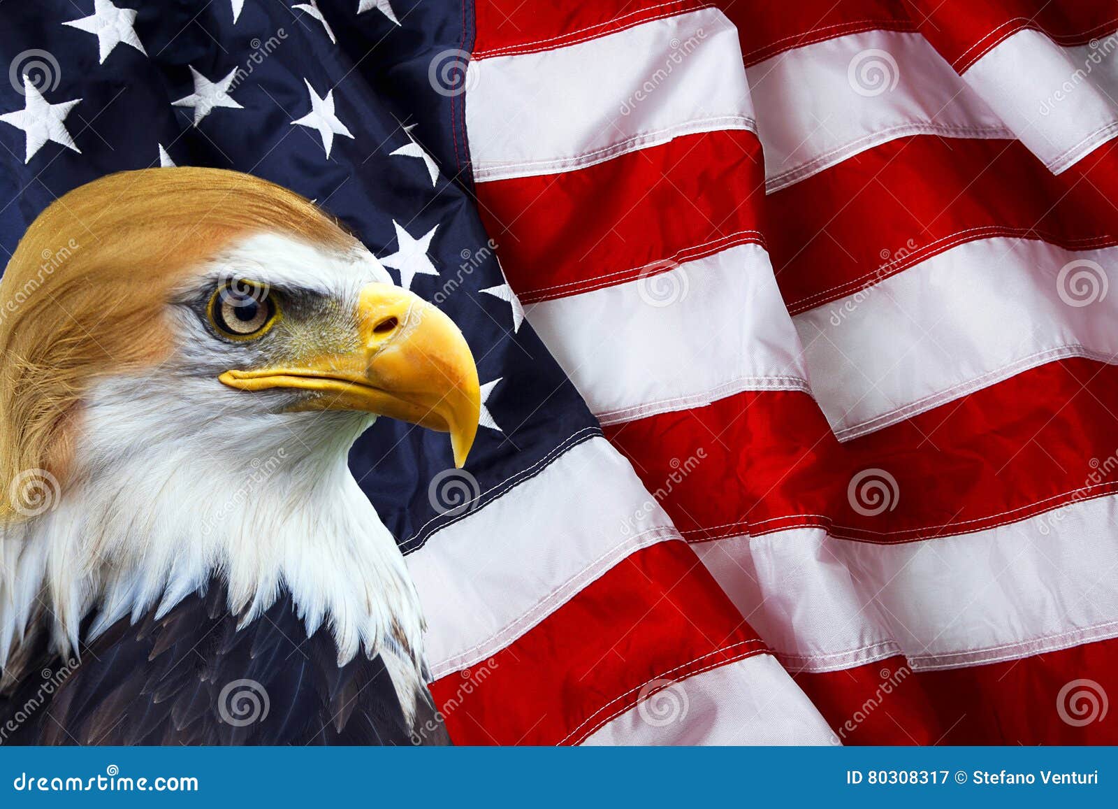 The President - North American Bald Eagle on American Flag Stock Image ...