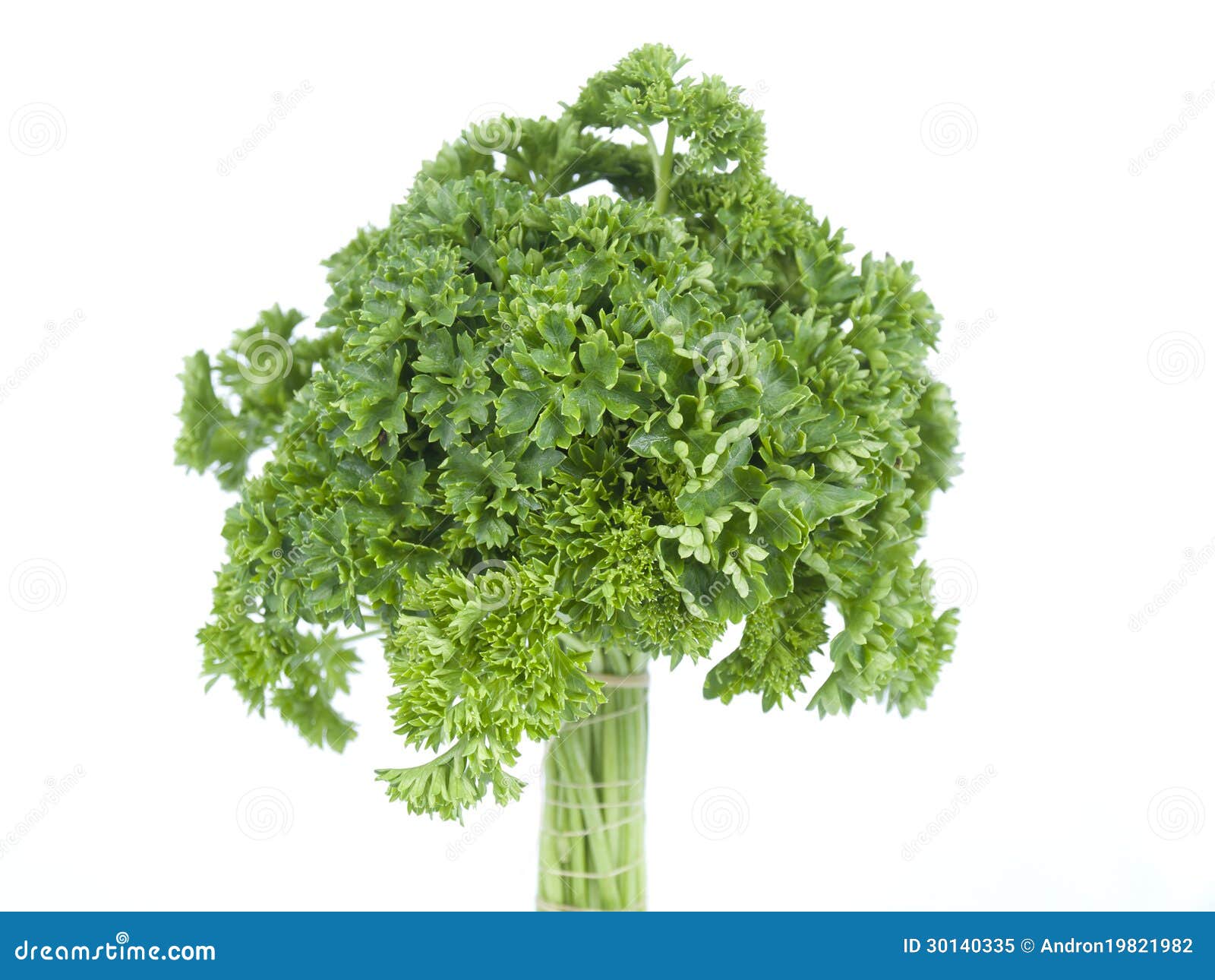 Tree from parsley stock image. Image of natural, salad - 30140335
