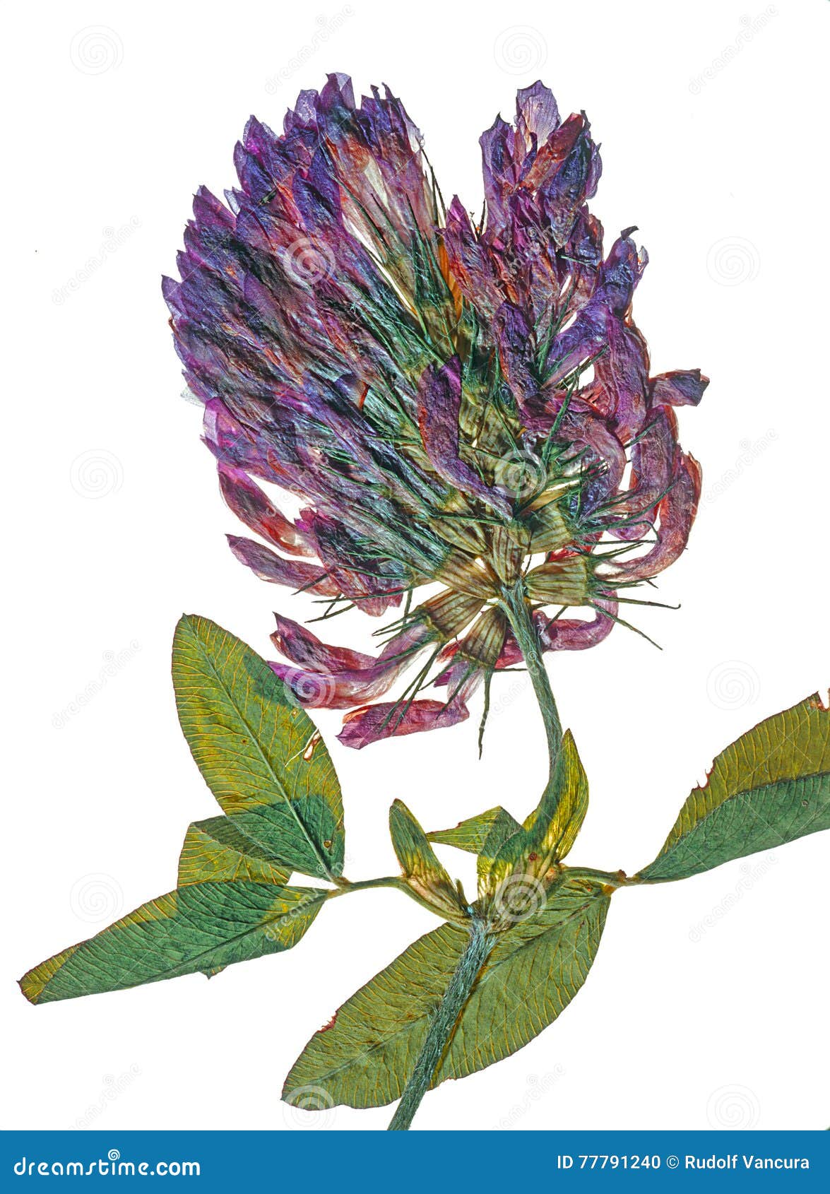 Pressed dried clover stock photo. Image of leafy, heads - 77791240