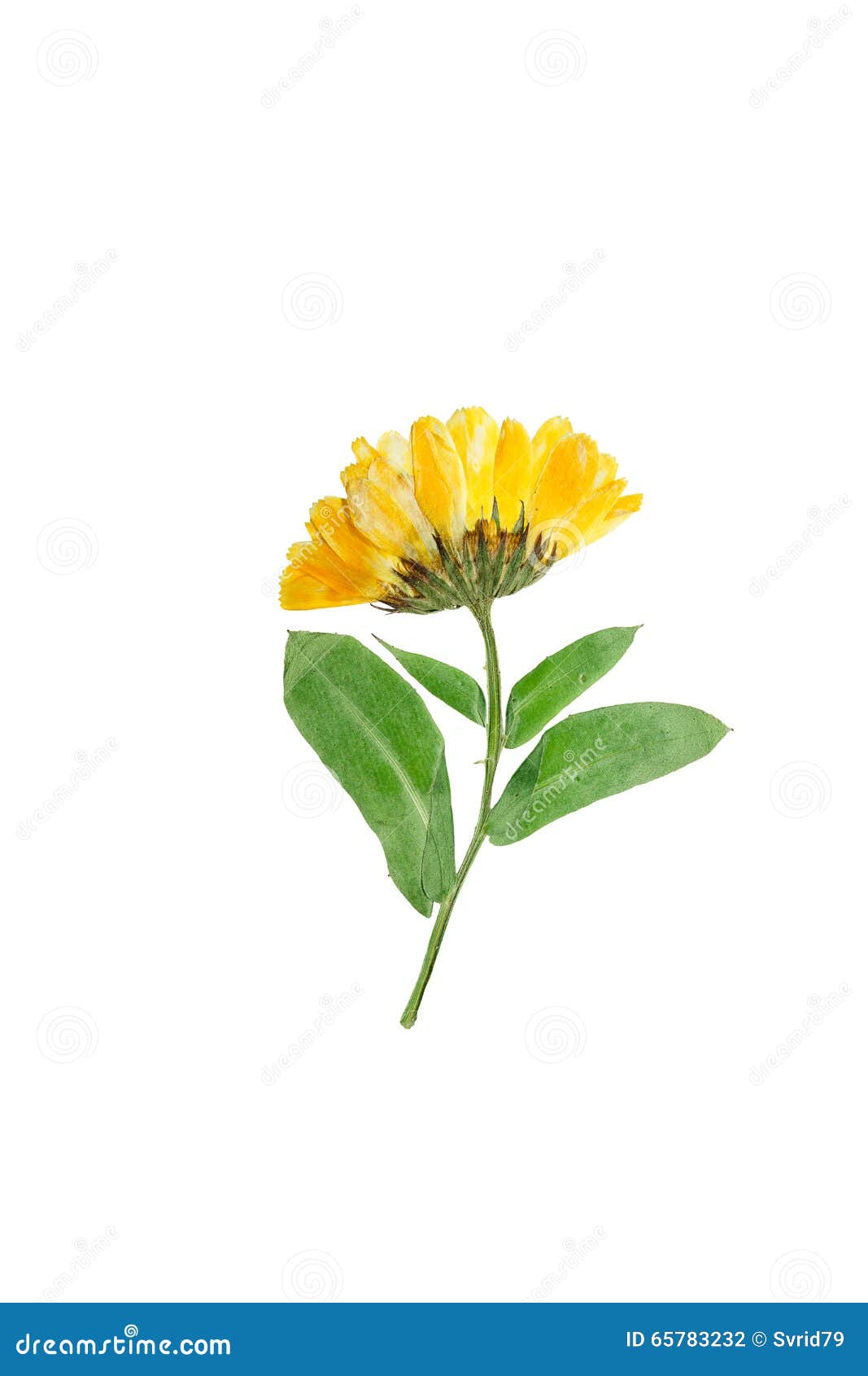 126 Calendula Officinalis Inflorescence Stock Photos - Free & Royalty ...