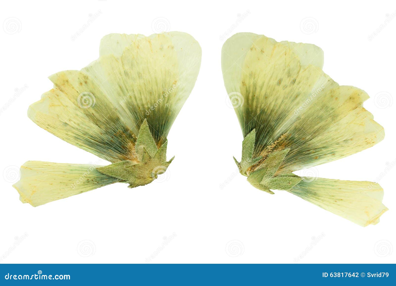 Pressed and Dried Flower Mallow (malva). Stock Photo - Image of close ...