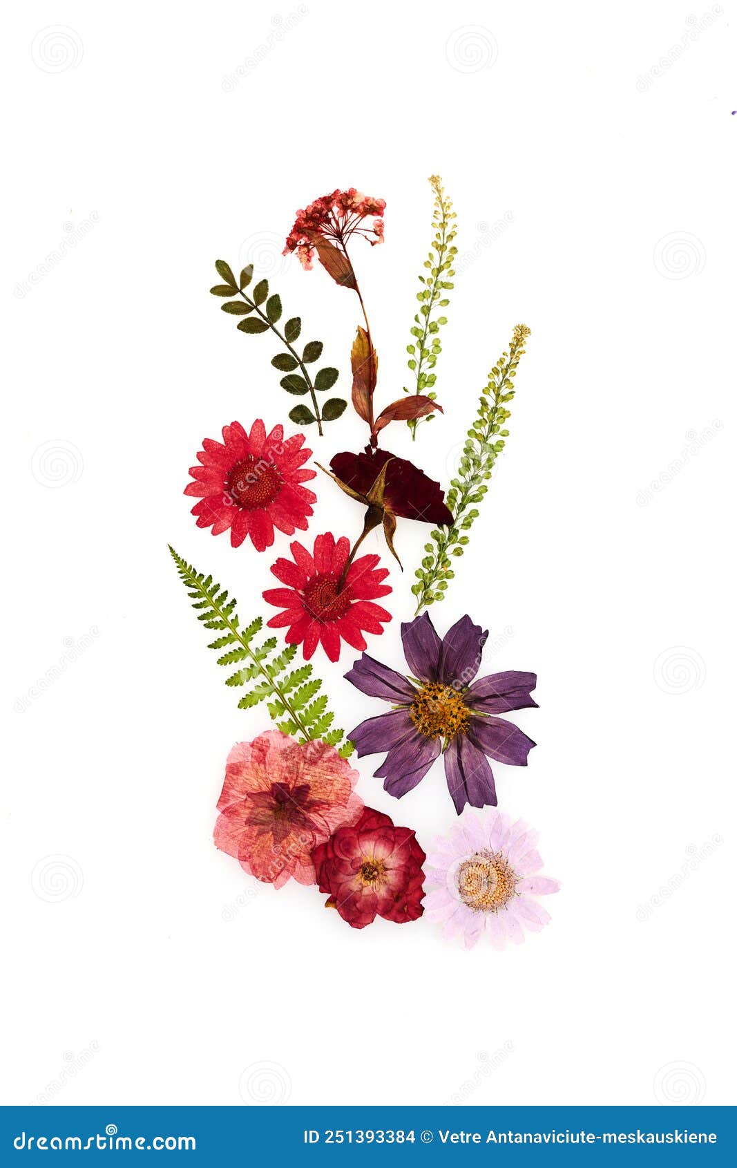 Pressed Dried Flower Pattern Isolated on White Background Stock Photo ...