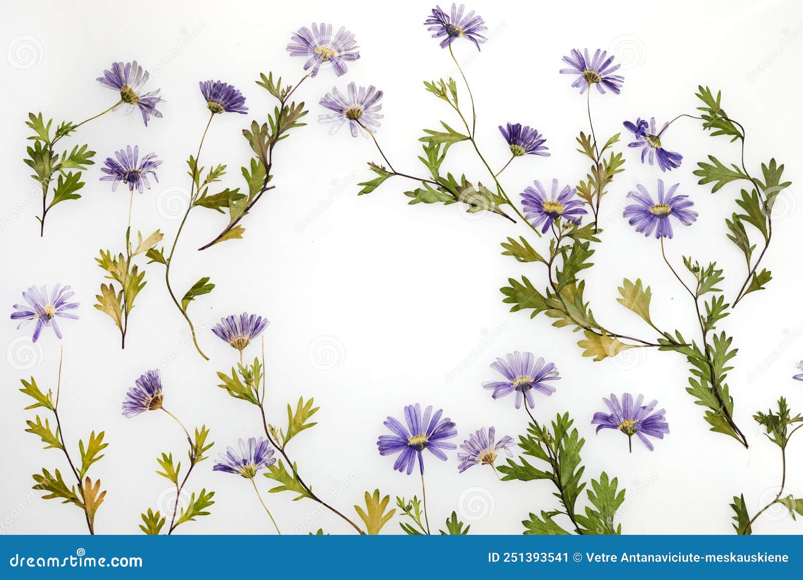 Pressed Dried Flower Pattern Isolated on White Background Stock Image ...