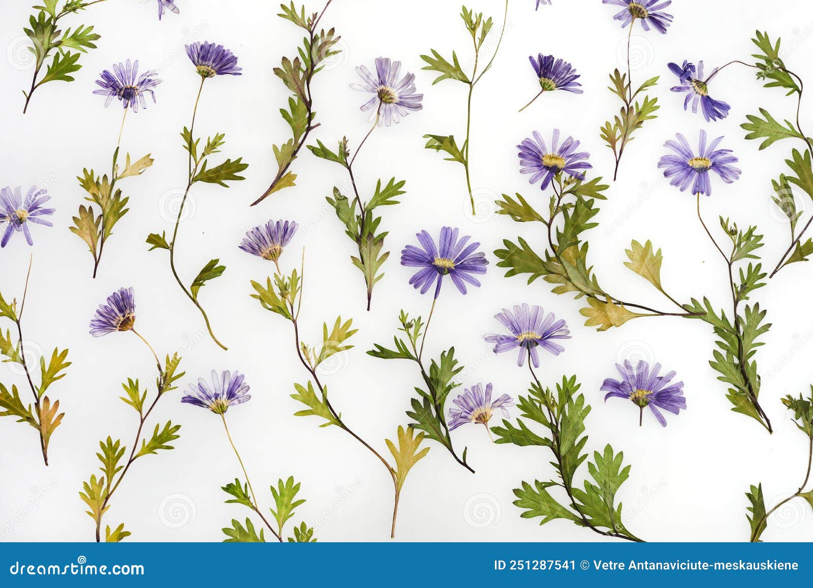 Pressed Dried Flower Pattern Isolated on White Background Stock Image ...